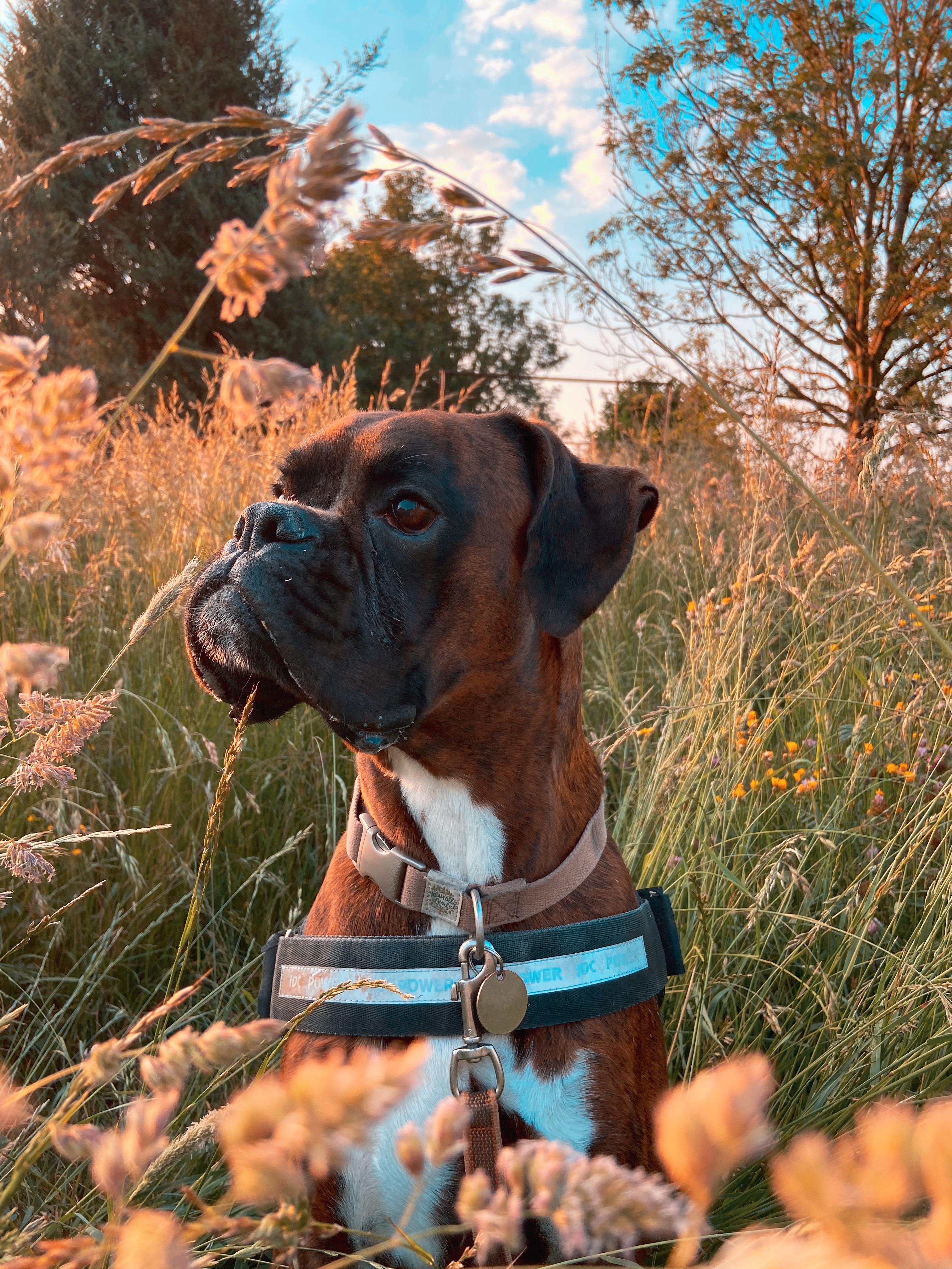 This is Bruno | Scrolller