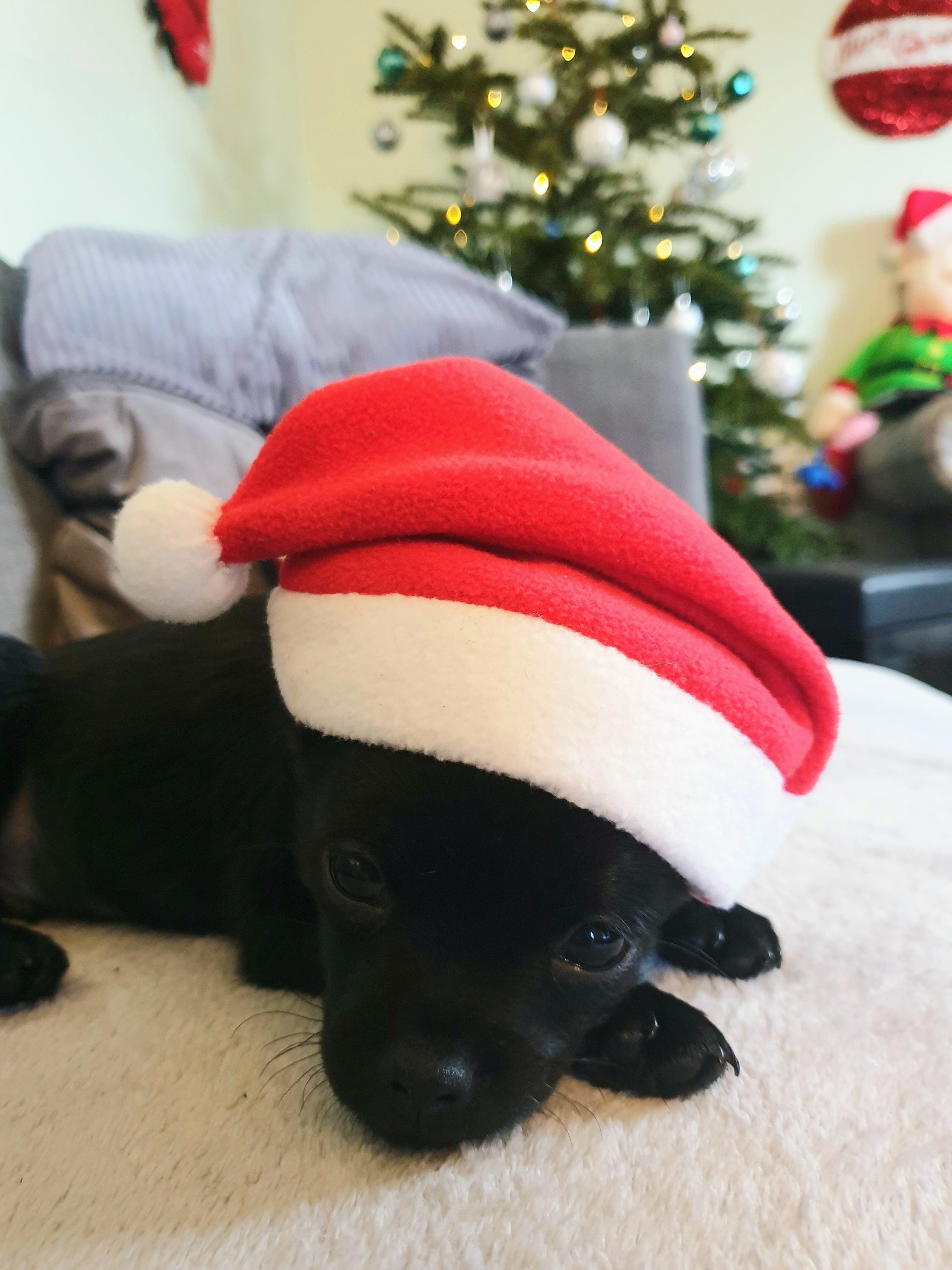 This is Bruno. He's a frug. | Scrolller