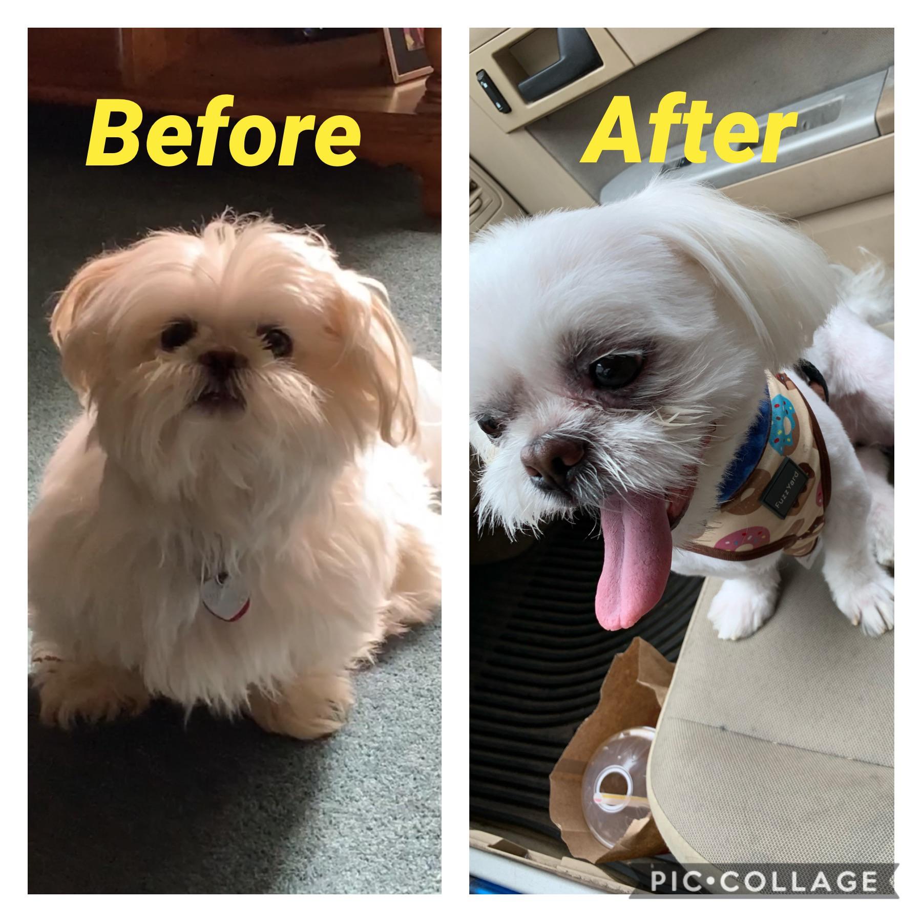 This is Chewy, my fluffy boy who finally got groomed😂 | Scrolller