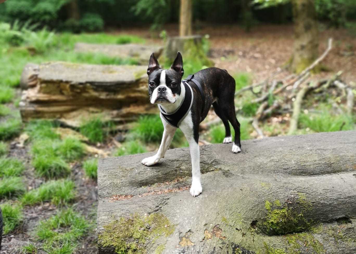 This is Cooper, who's just turned 1, from the UK. He's only small but loves nipping your fingers ...
