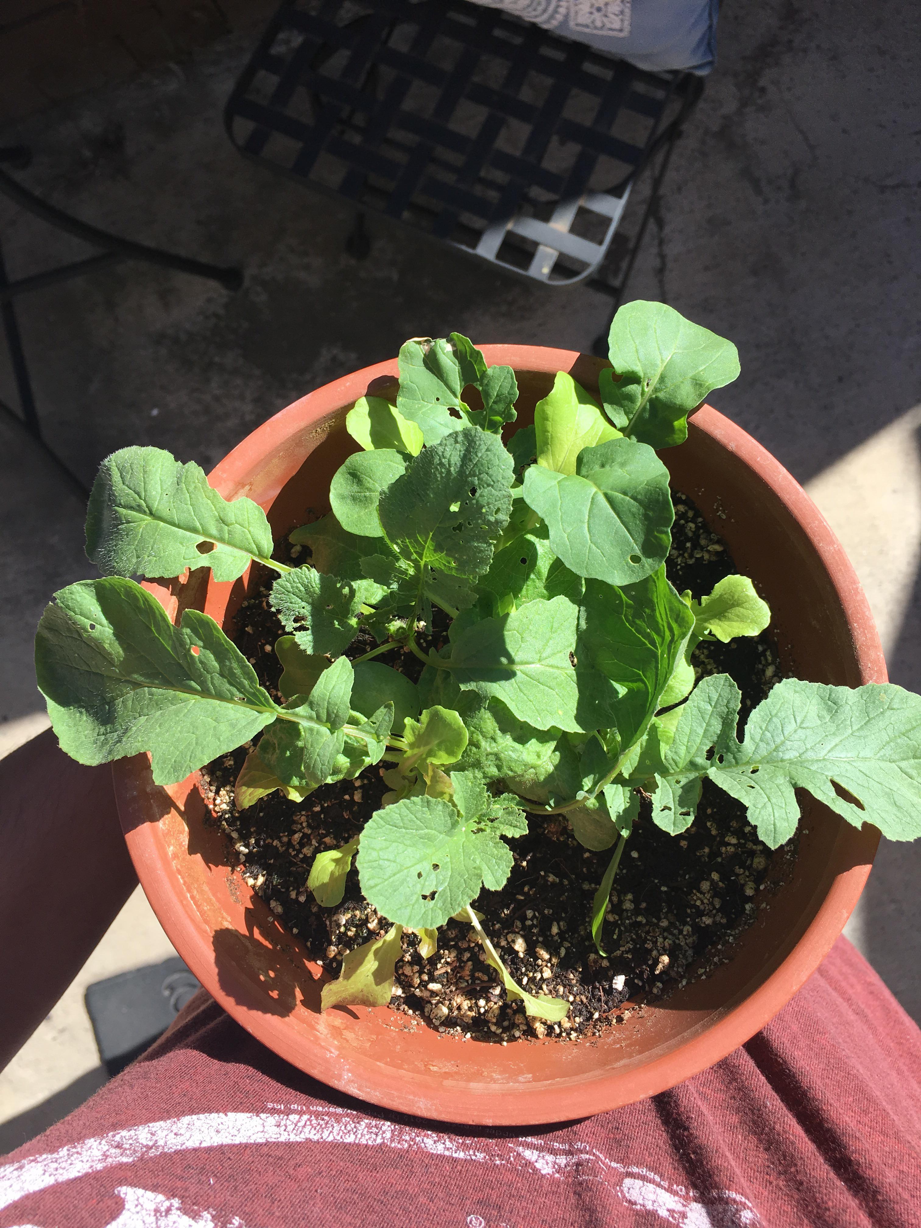 This is day 21 of growing my sunflowers. I noticed a few holes in 1 or ...