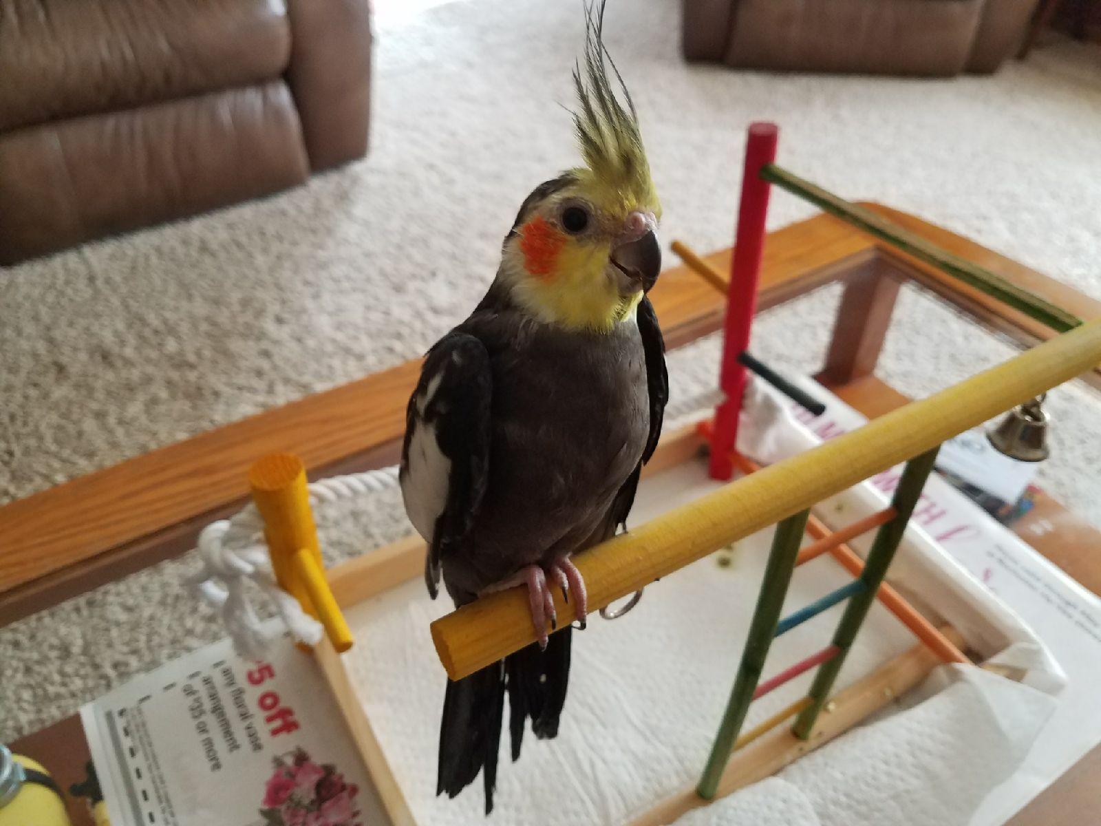 This is Dooley. He's 31 this year | Scrolller