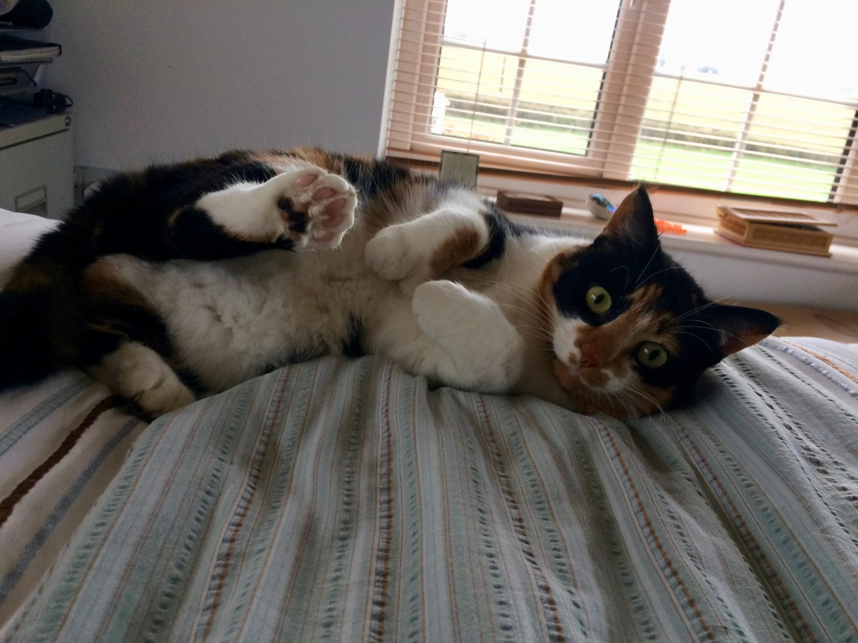 This is Ginny, a certified polydactyl primadonna | Scrolller