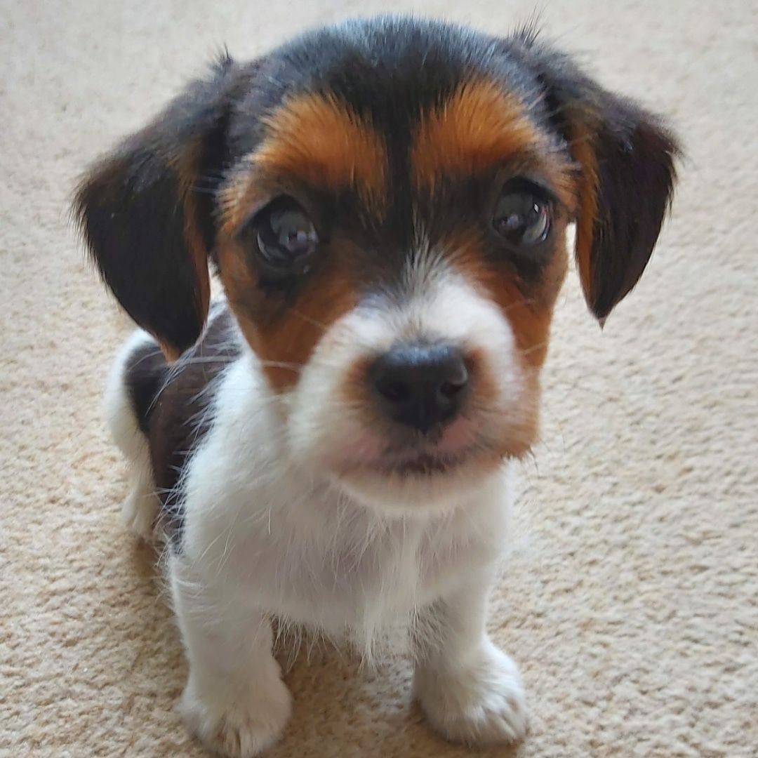 This is Gwen as a super smol pupper. She is now a smol doggo but just as cute! | Scrolller