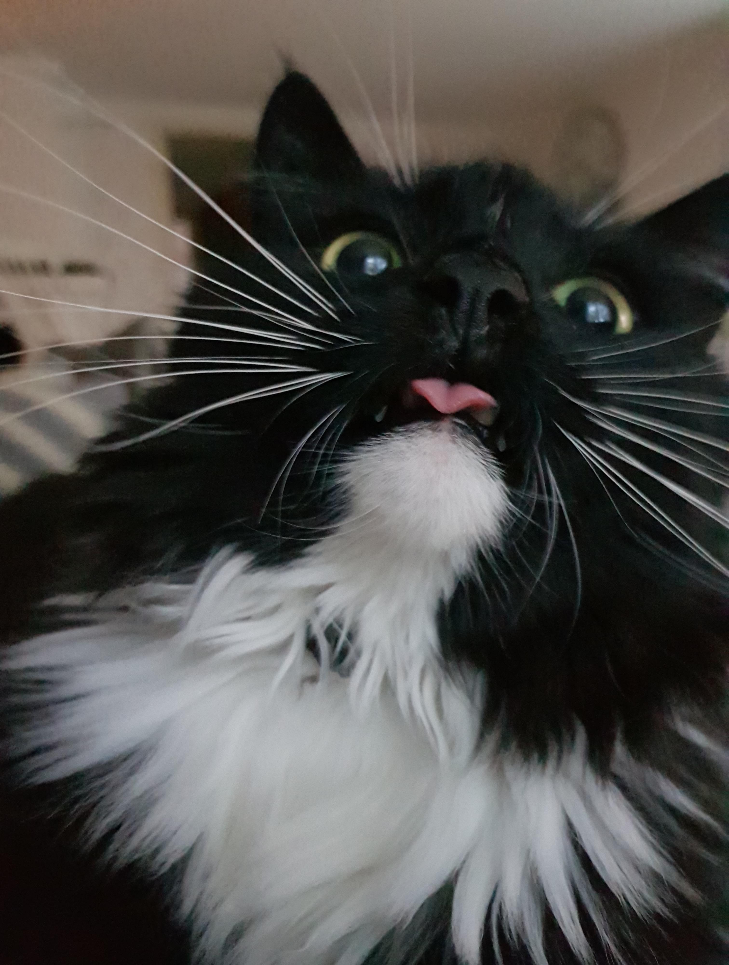 This is how he always looks at me. | Scrolller