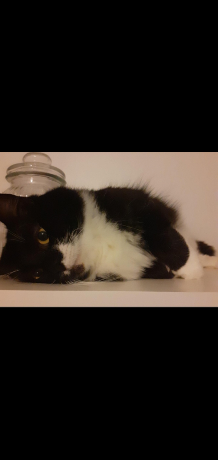 This is jess are little chonker | Scrolller