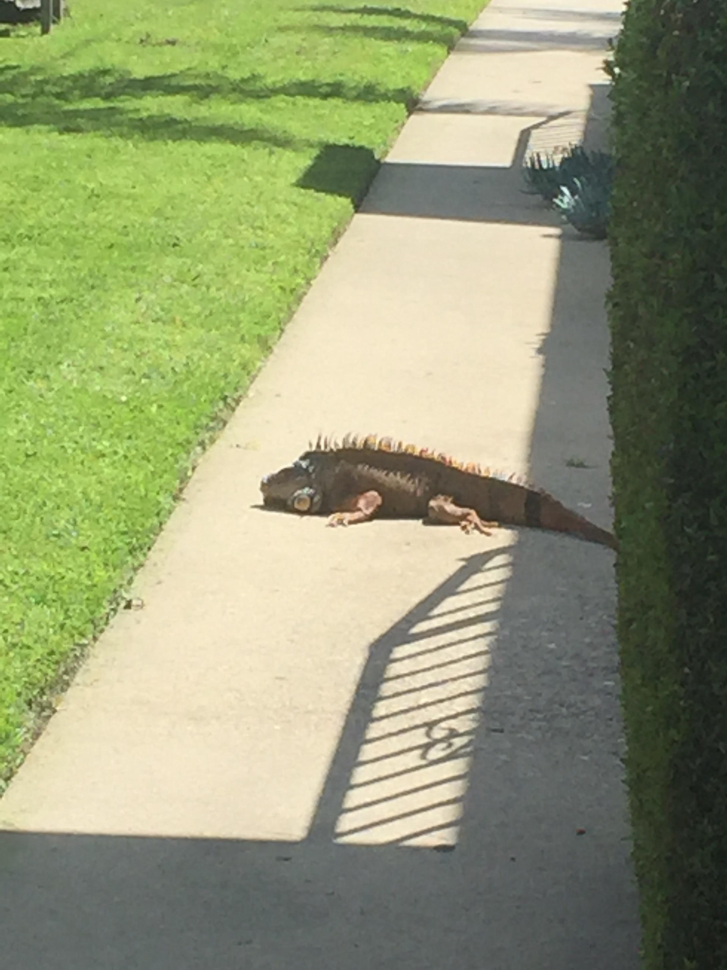 This is just outside my aunts house | Scrolller