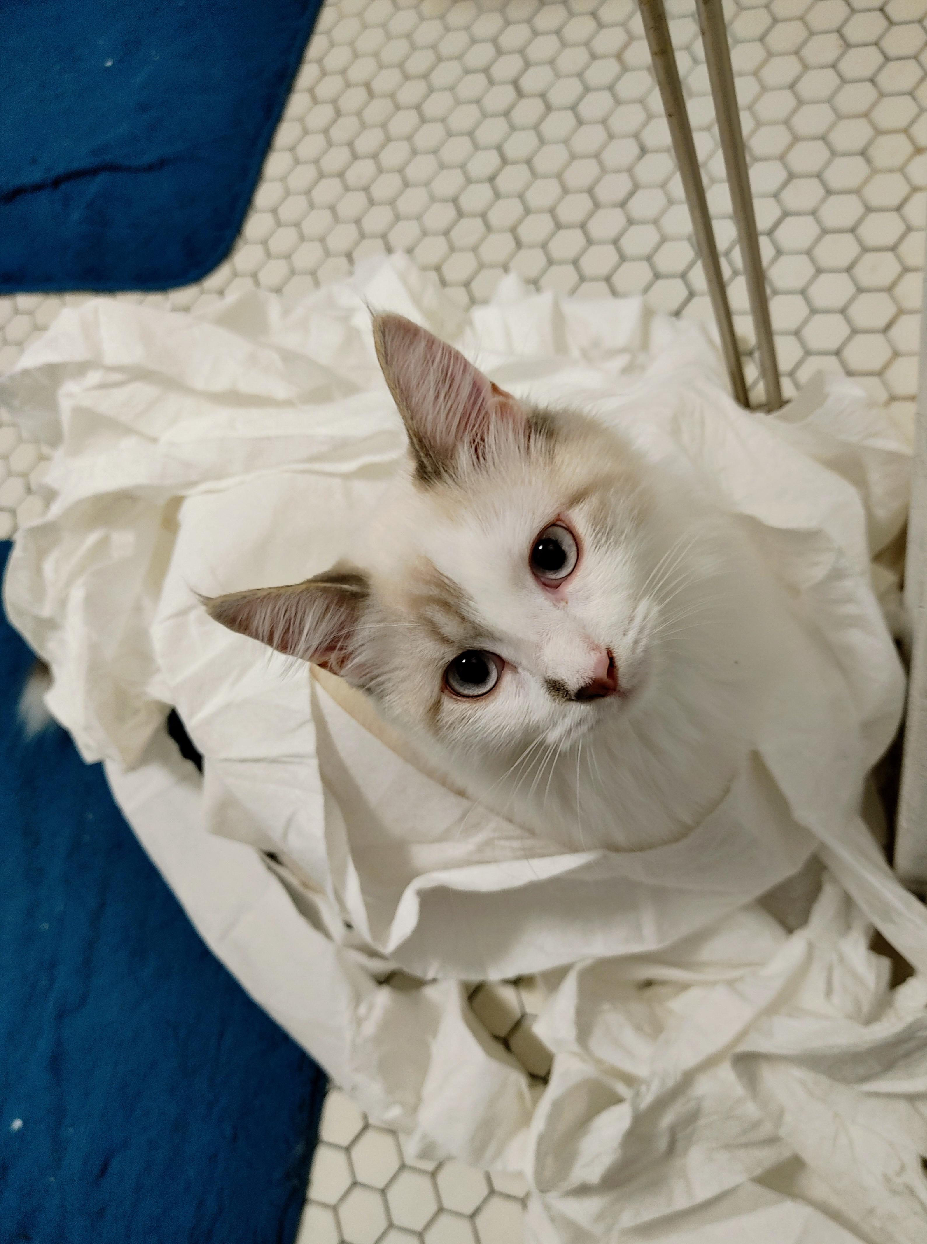 This Is Lilith Scrolller