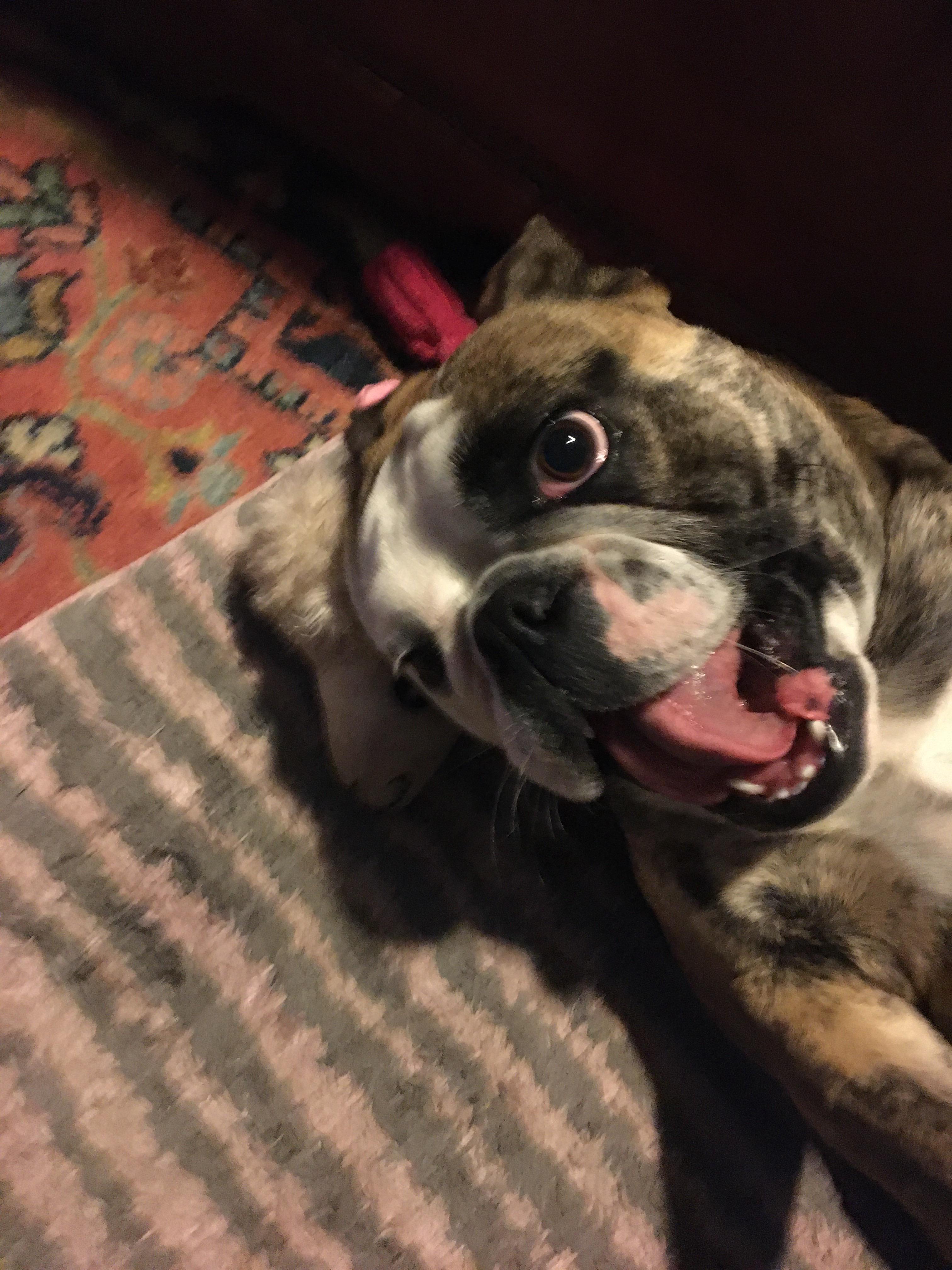 This is Lola getting belly rubs | Scrolller