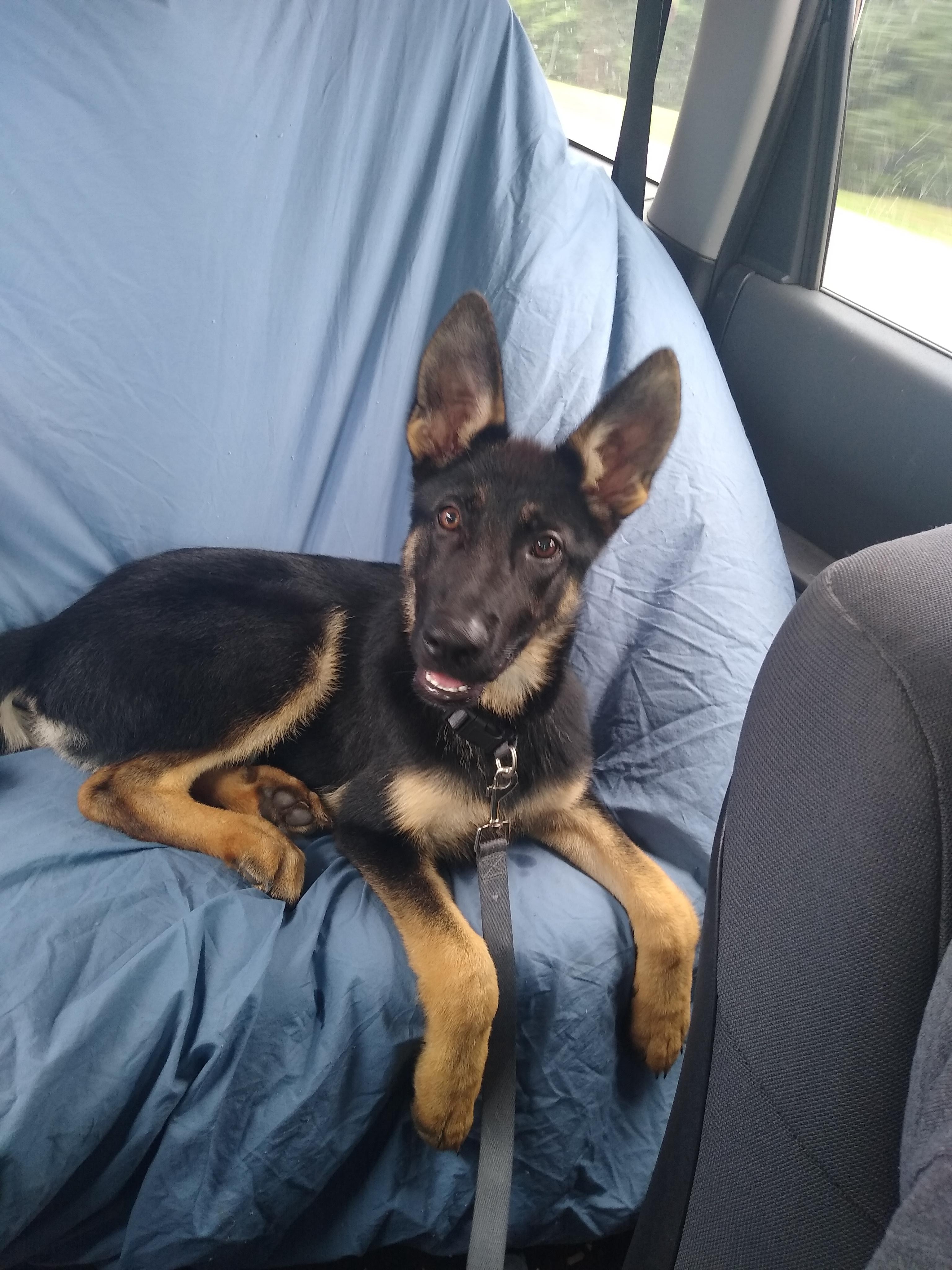 This is Lola our 5 month old Shepard, love her! | Scrolller