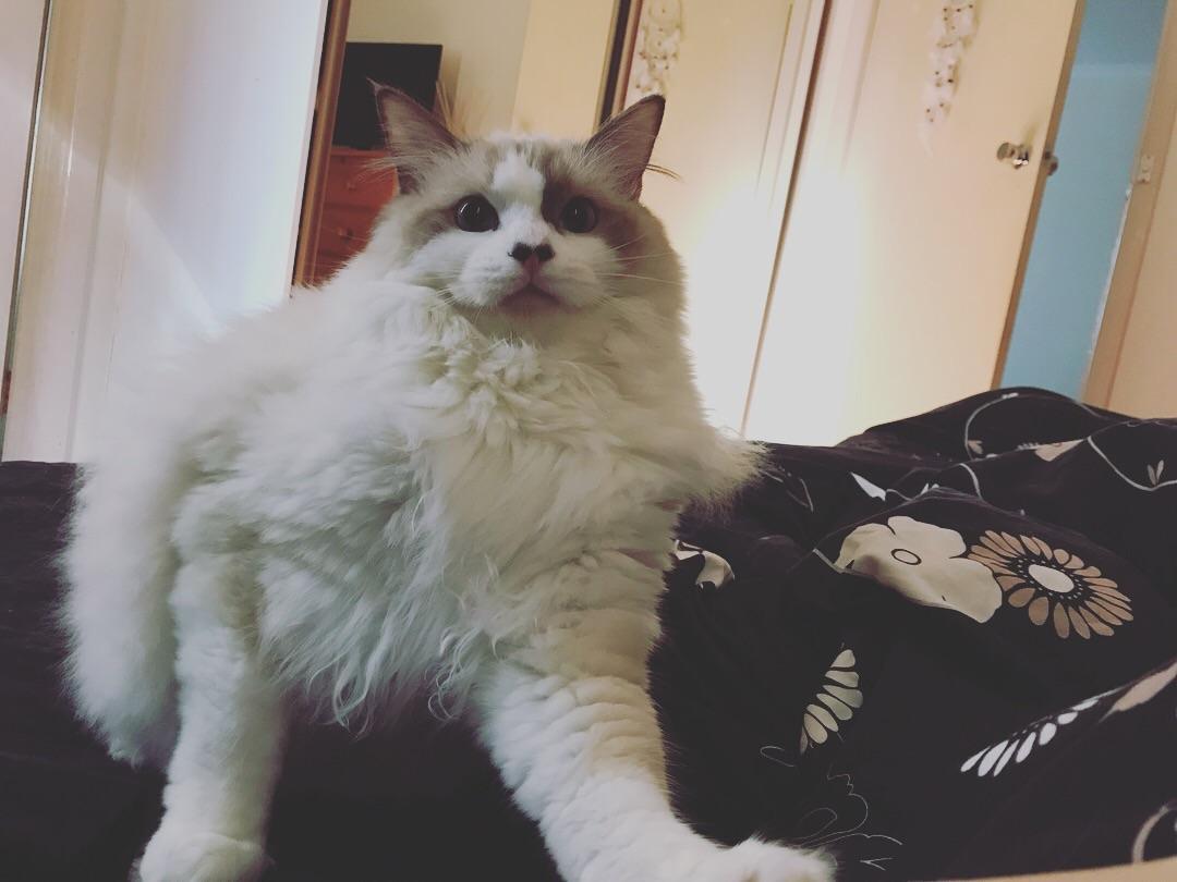 This is Loofy, we call him Floofy. | Scrolller