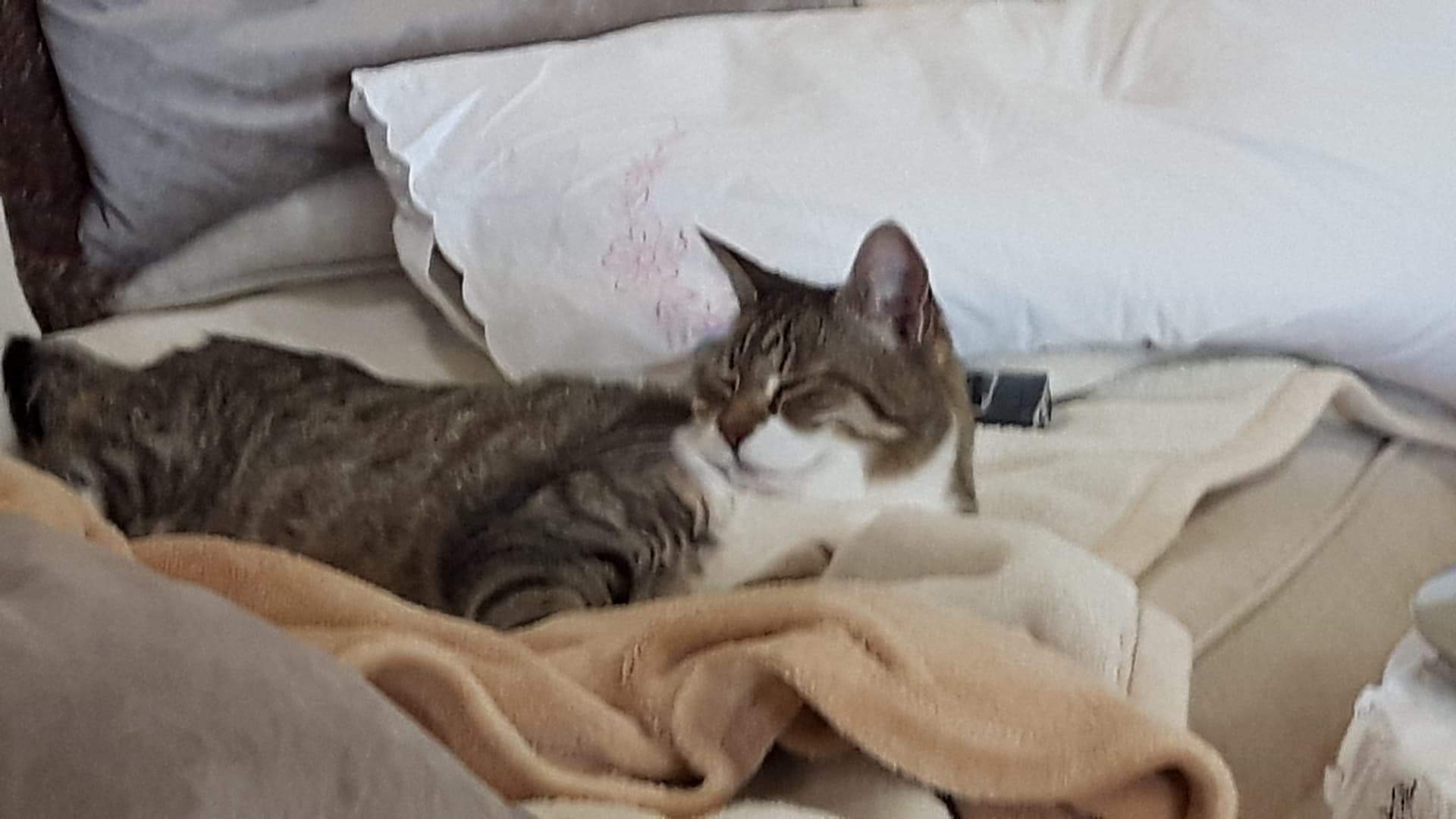 This is my 15 yearold happy cat | Scrolller