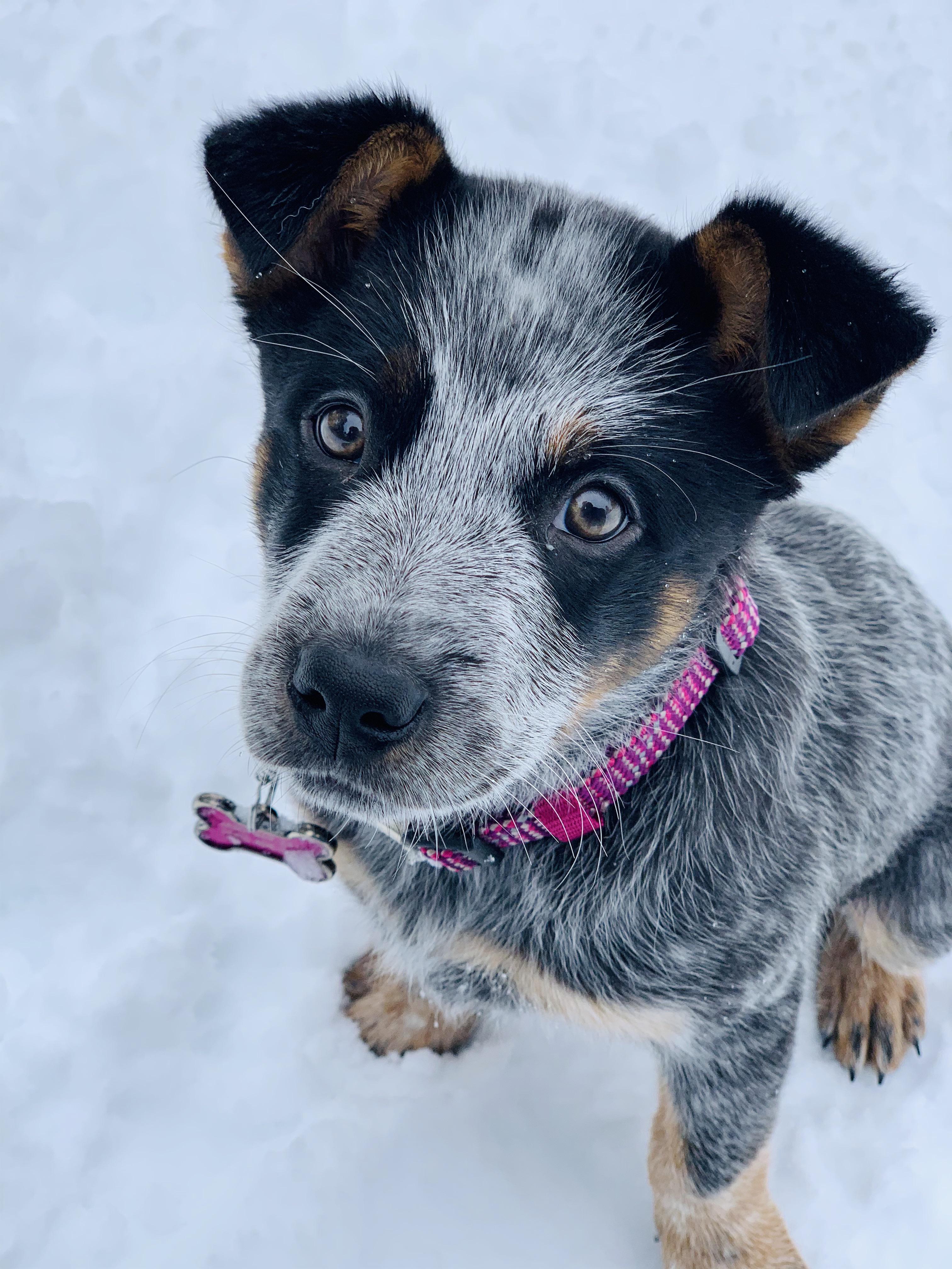 This is my Bailey girl 💙 She’s only 3 months old and super mischievous! | Scrolller