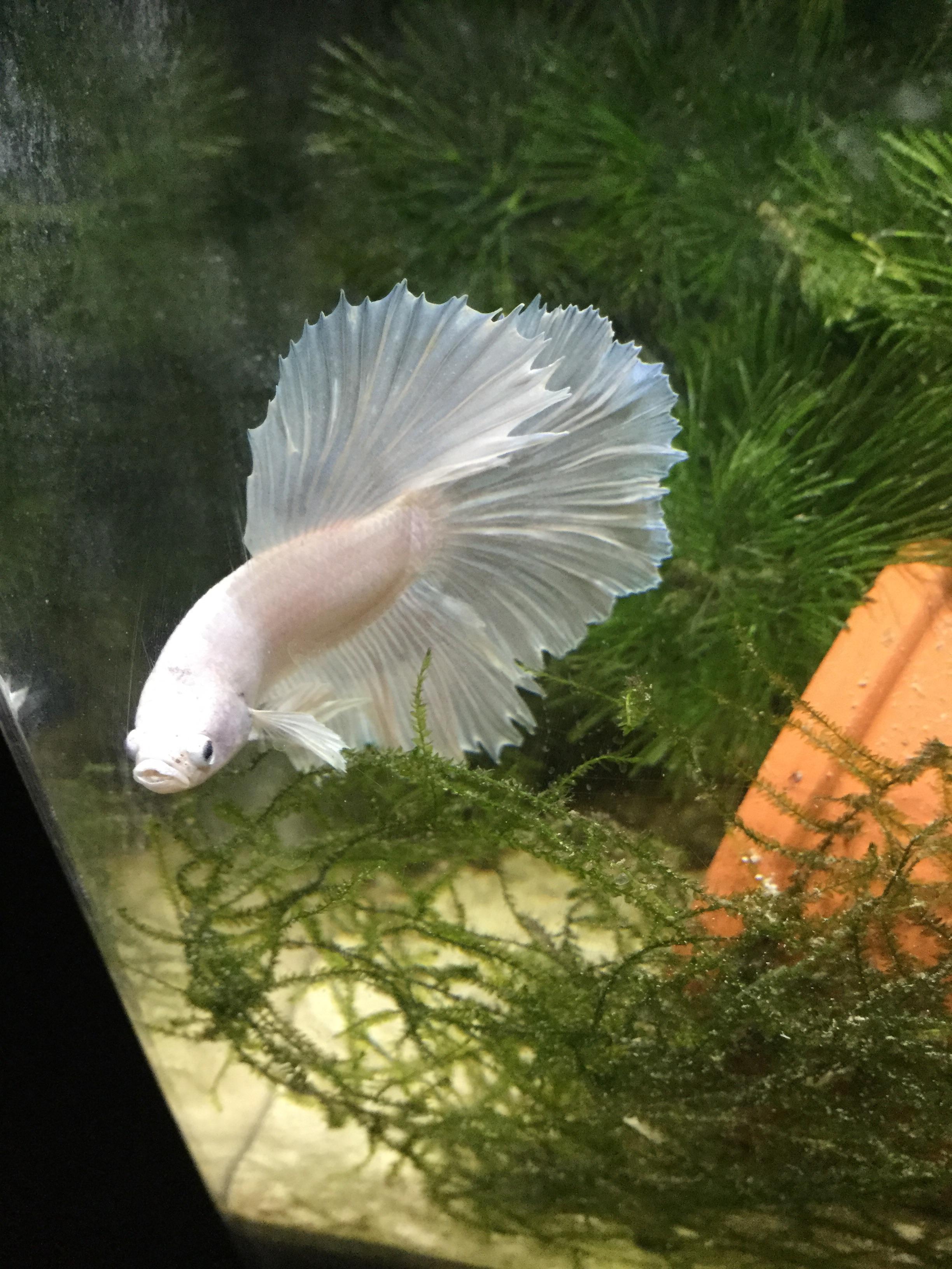 This is my Betta white bread. I set up a small planted aquarium for him. | Scrolller