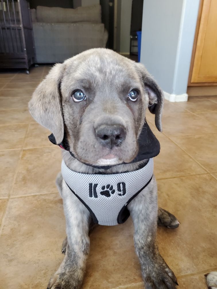 This is my boy Samson! | Scrolller