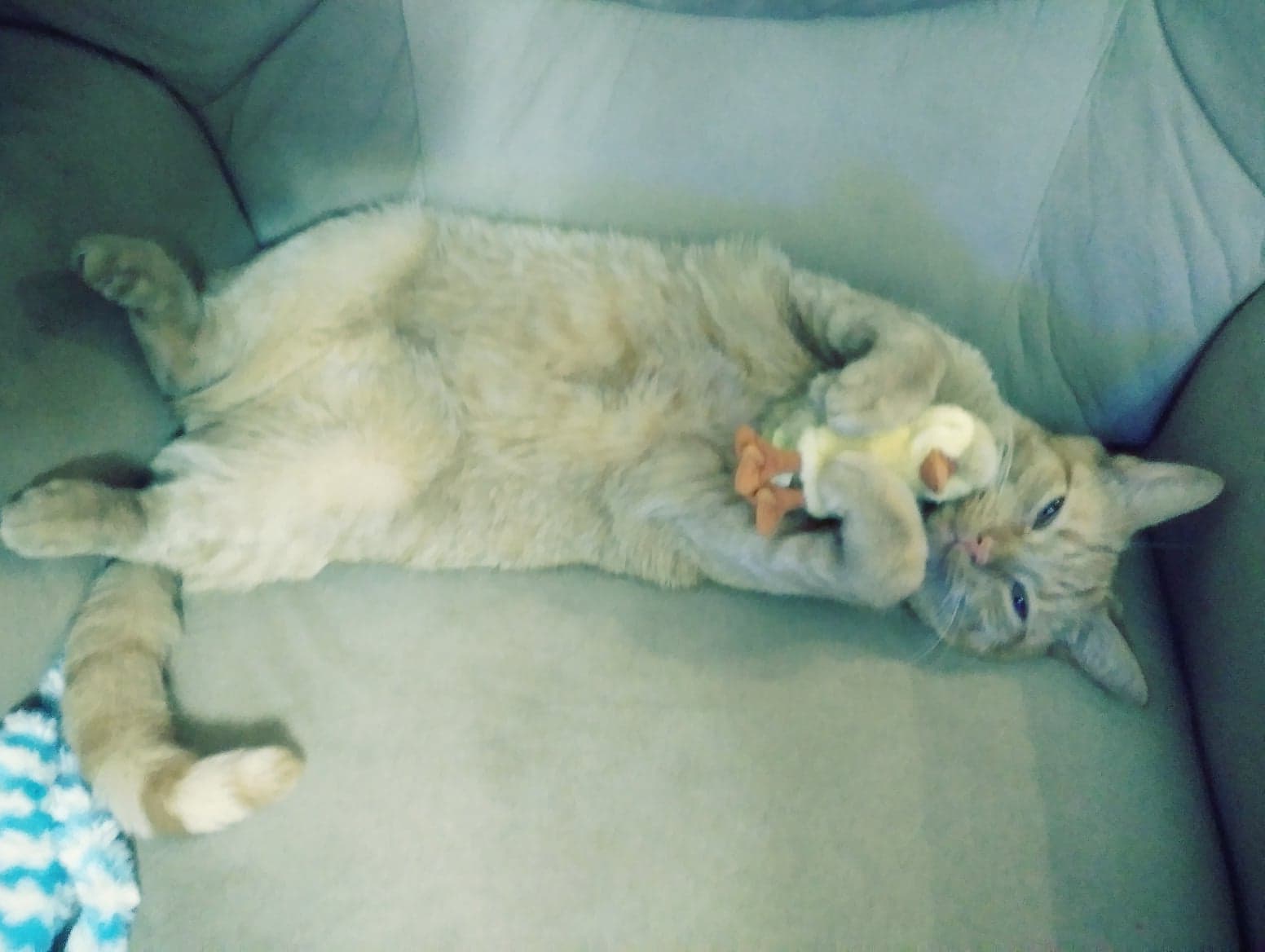 This is my cat Bacon | Scrolller