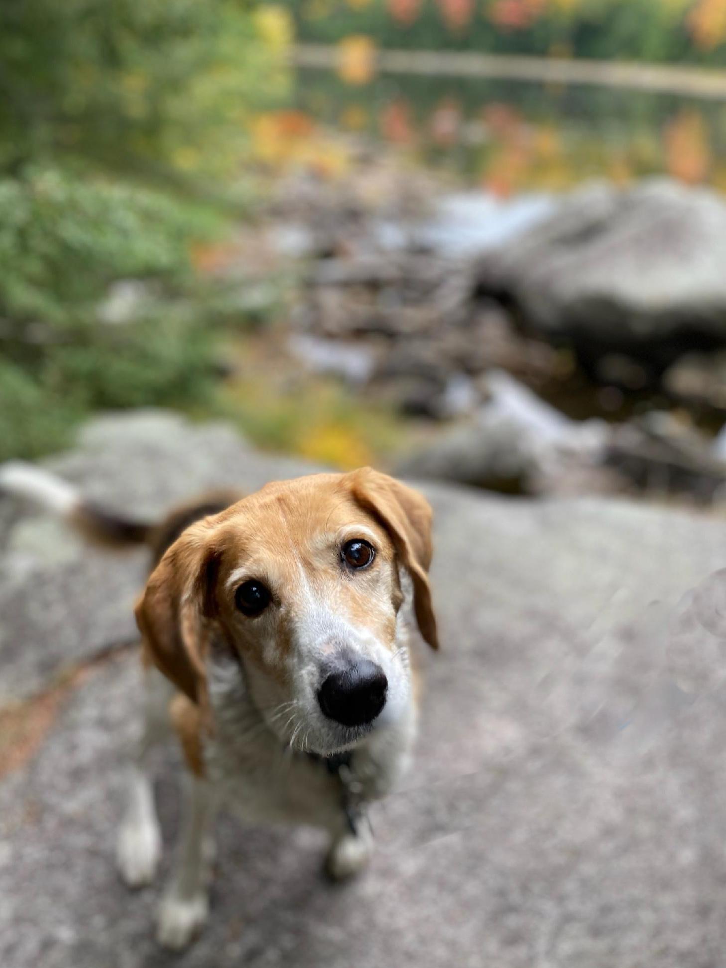 This is my dog | Scrolller