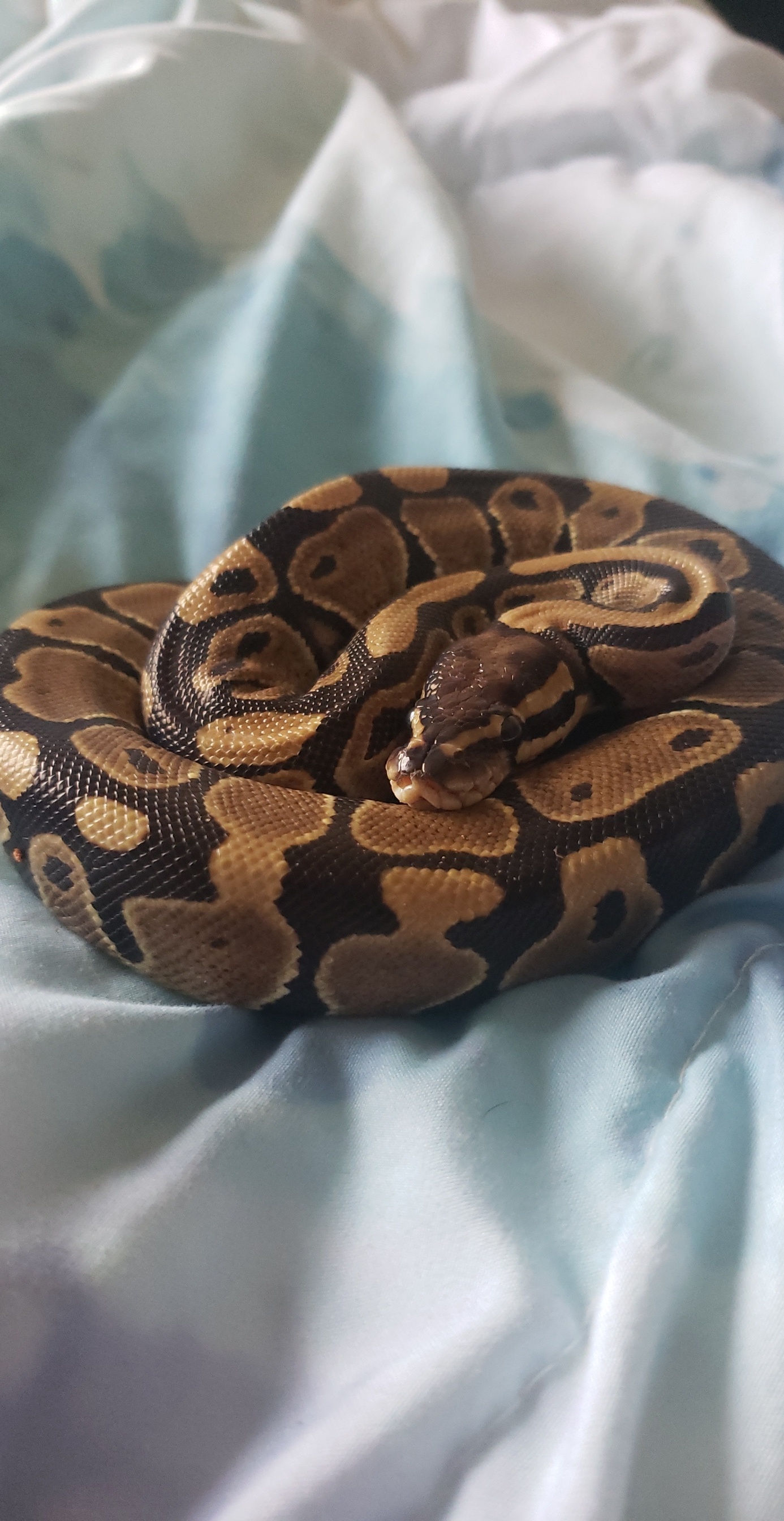This is my first ball python ever! Everyone meet Carole! | Scrolller