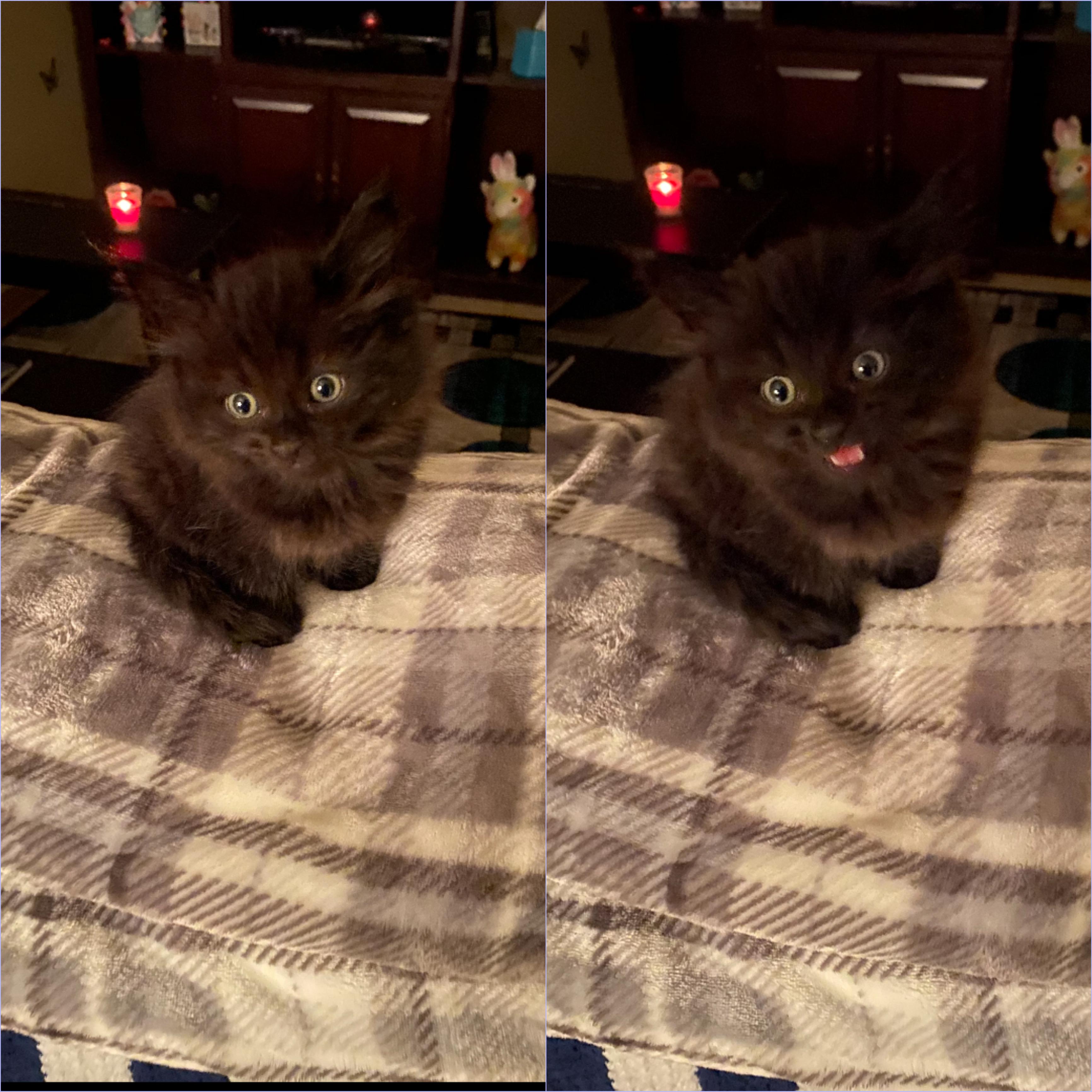 This is my Mini. Look at him roar | Scrolller