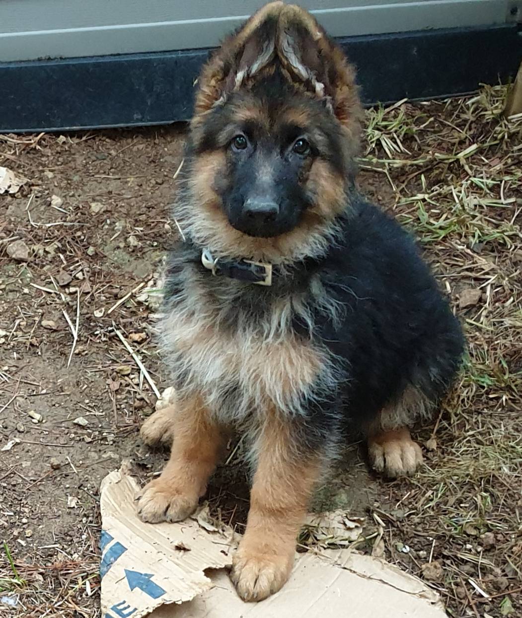 This is Nebula and she has very pointy big ears for her age. She likes you, do you like her ...