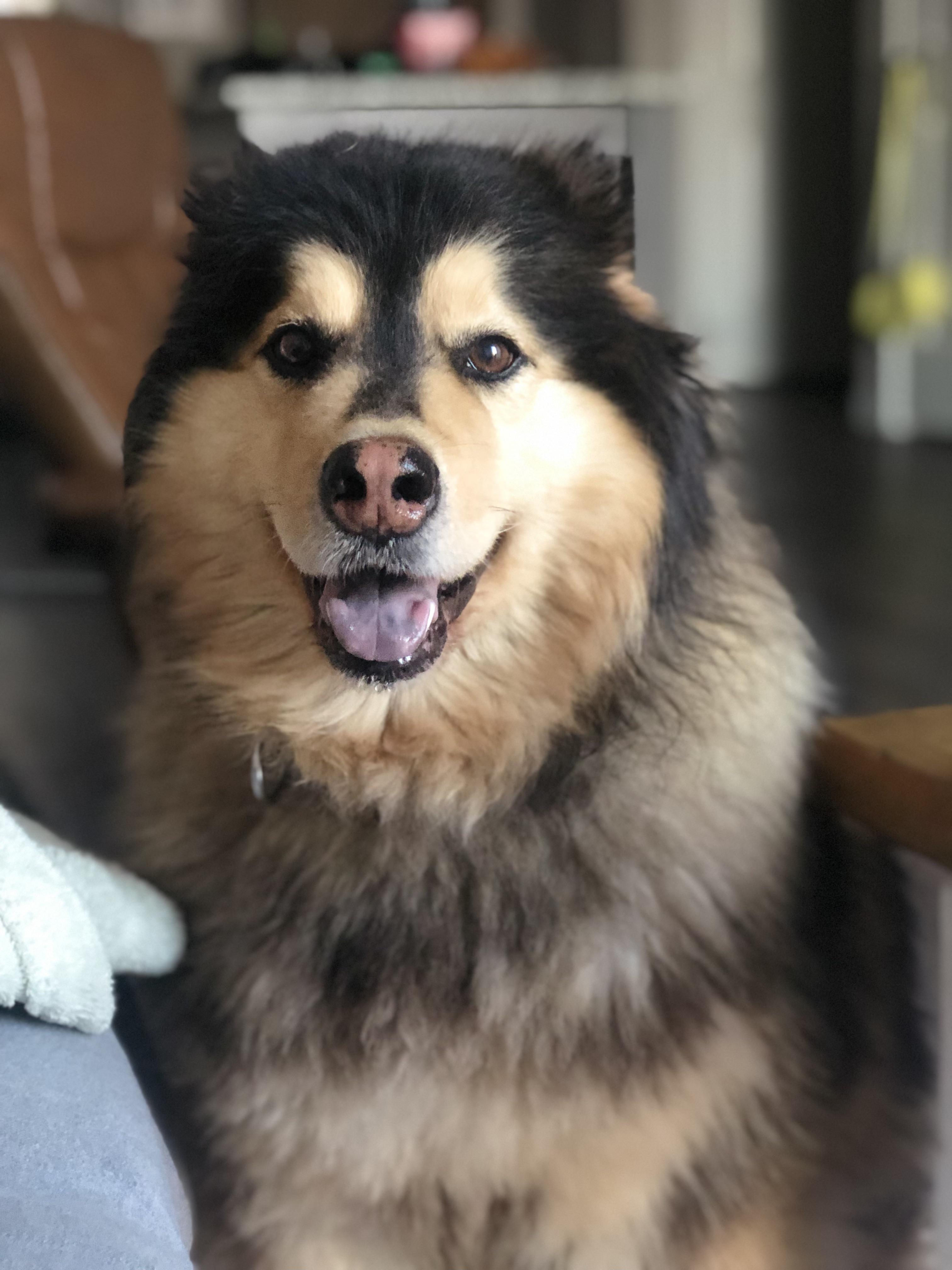 This is Niko | Scrolller