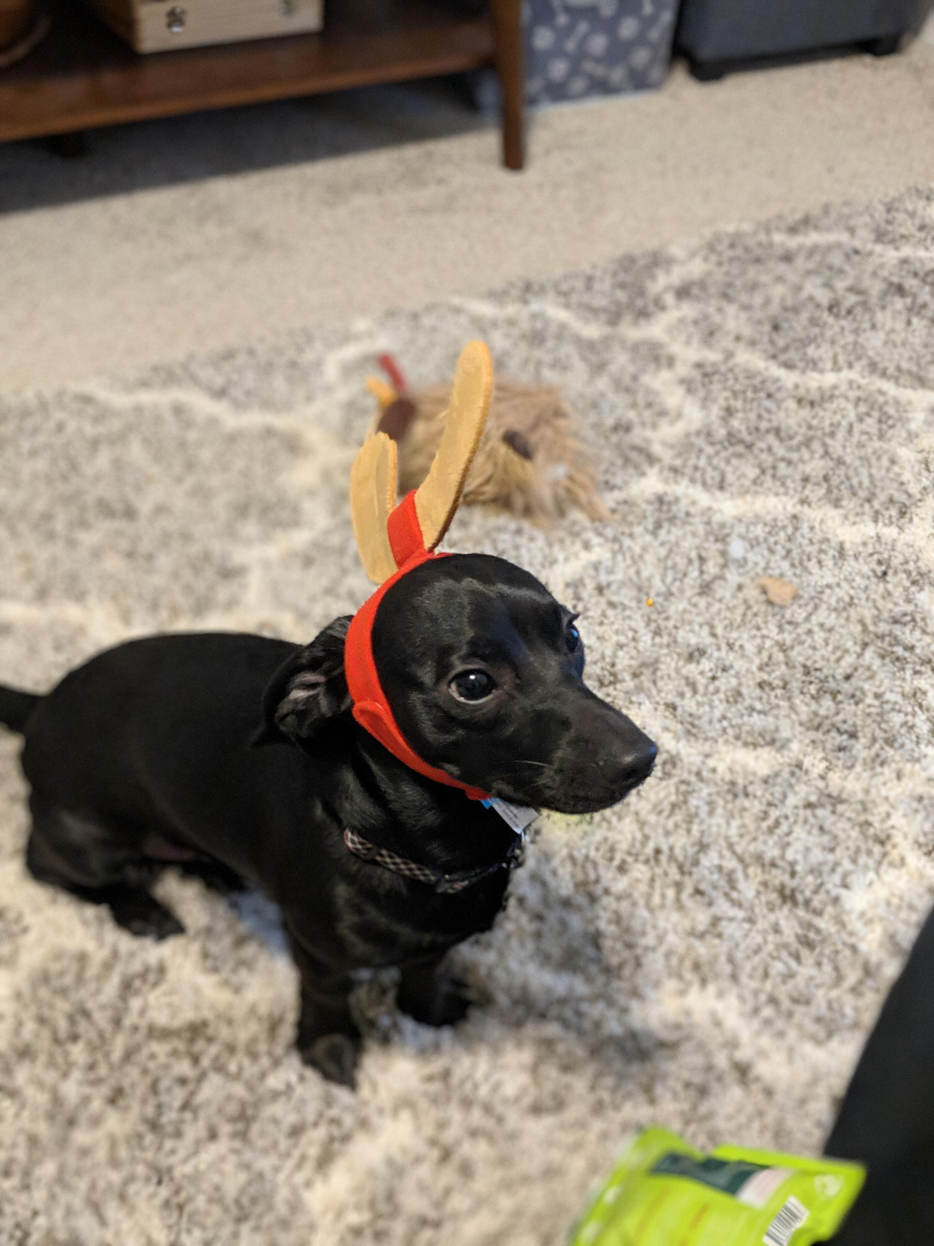 This is Ollie after getting his most recent bark box. | Scrolller