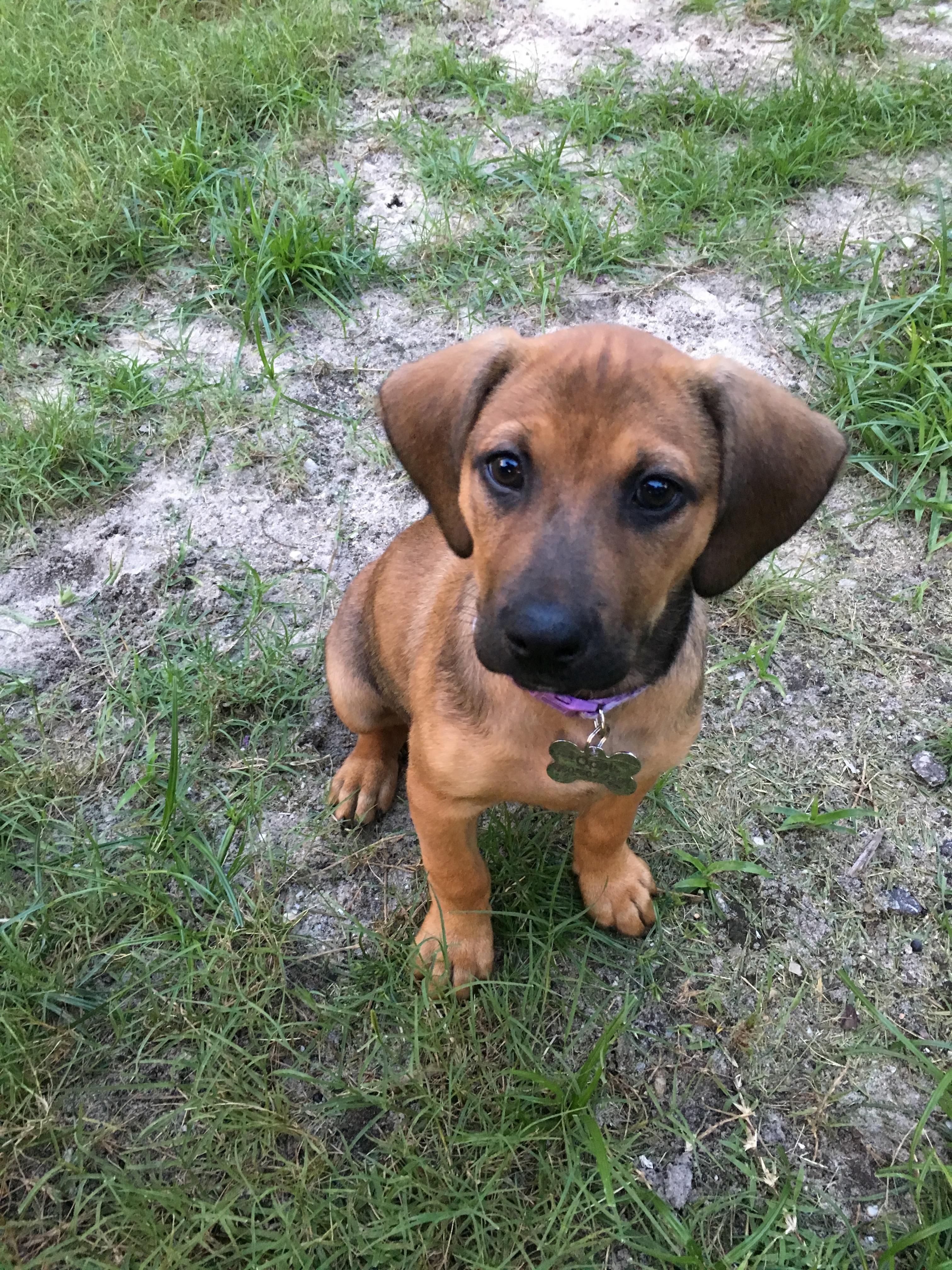 This is Opal 🎀🐾 | Scrolller