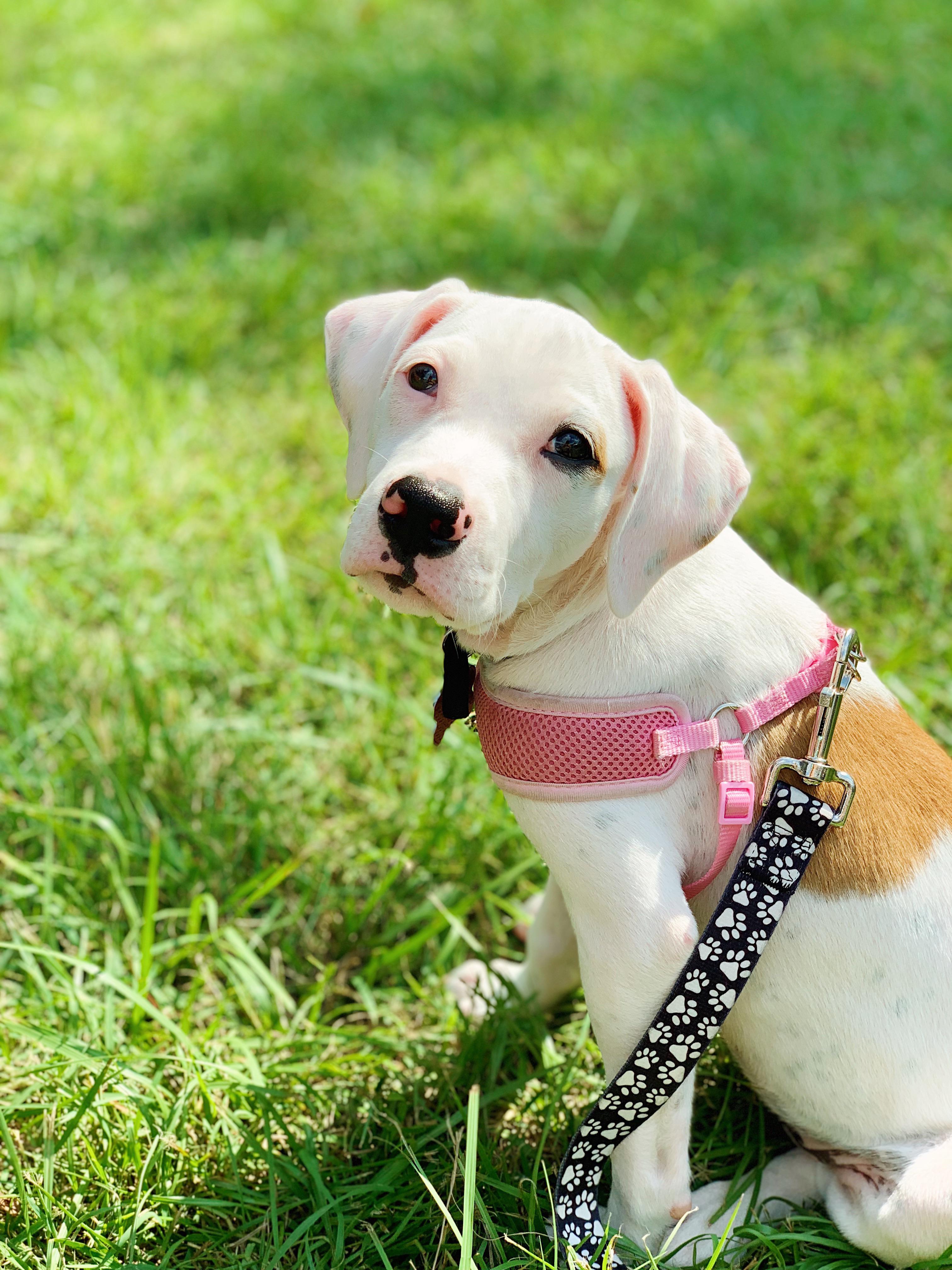 This is Opal! She’s a 4 month old mutt 💘 | Scrolller