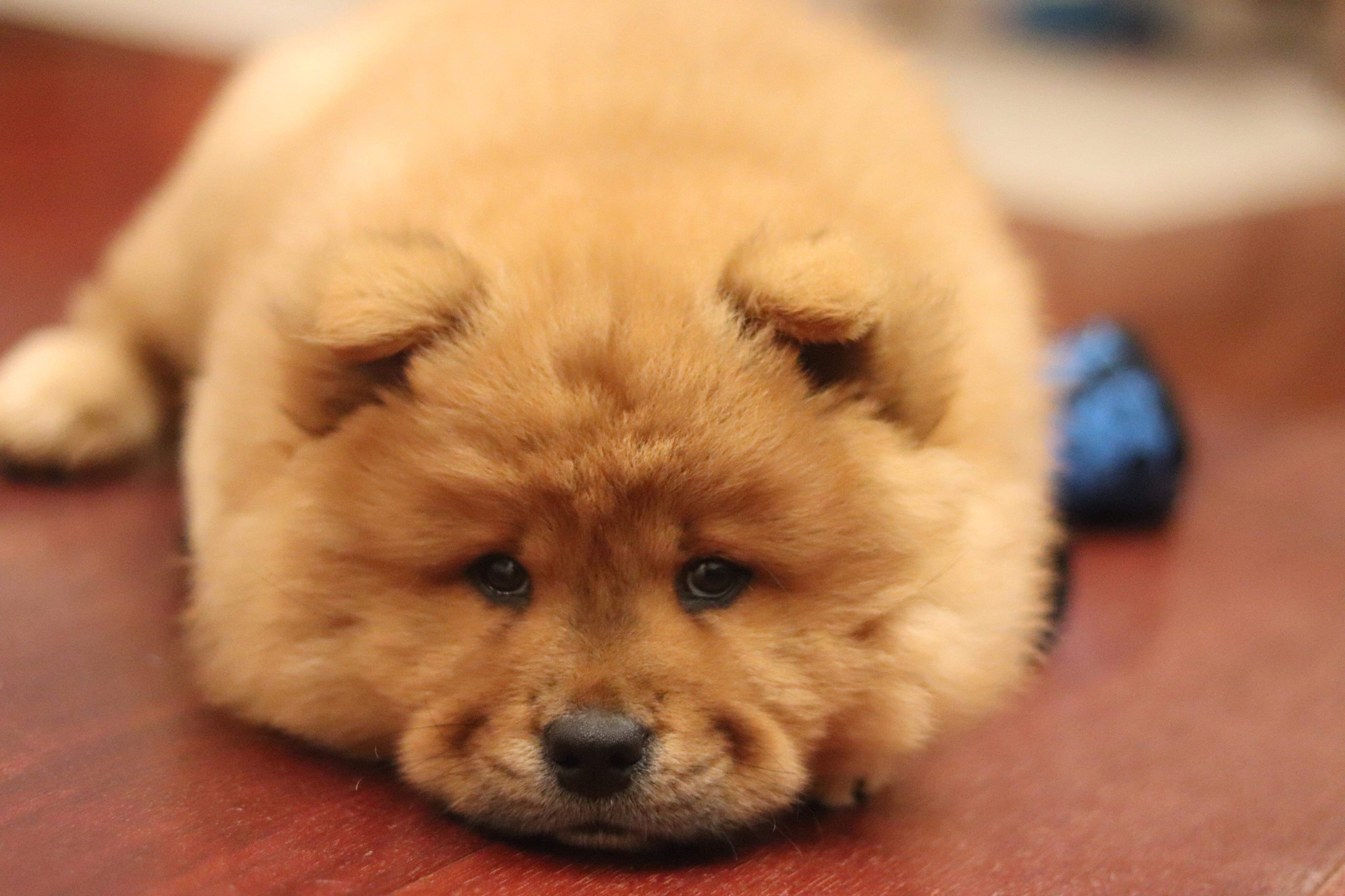 This is our new baby ball of fluff, Mei. She has already stolen ...