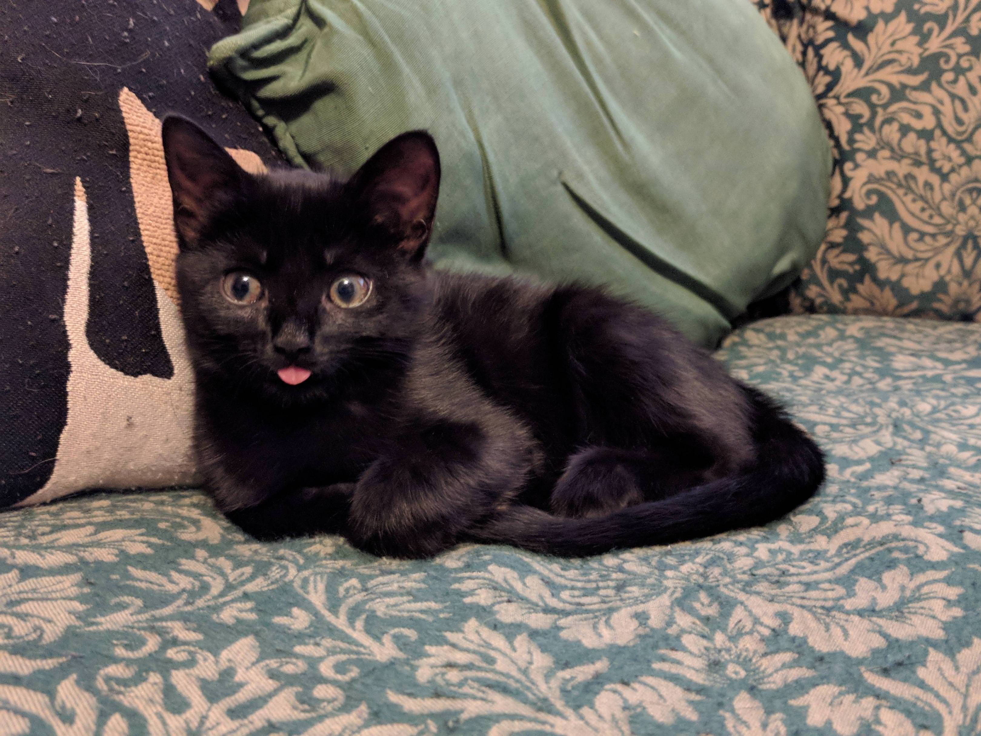 This is popsicle, she was born to blep. | Scrolller