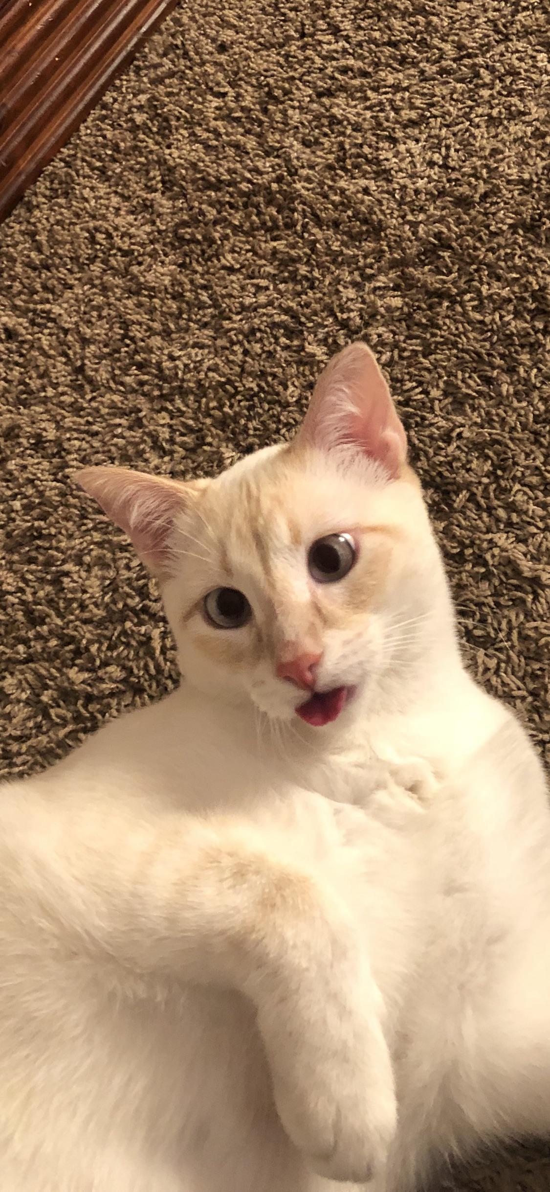 This is pretty normal, honestly. | Scrolller