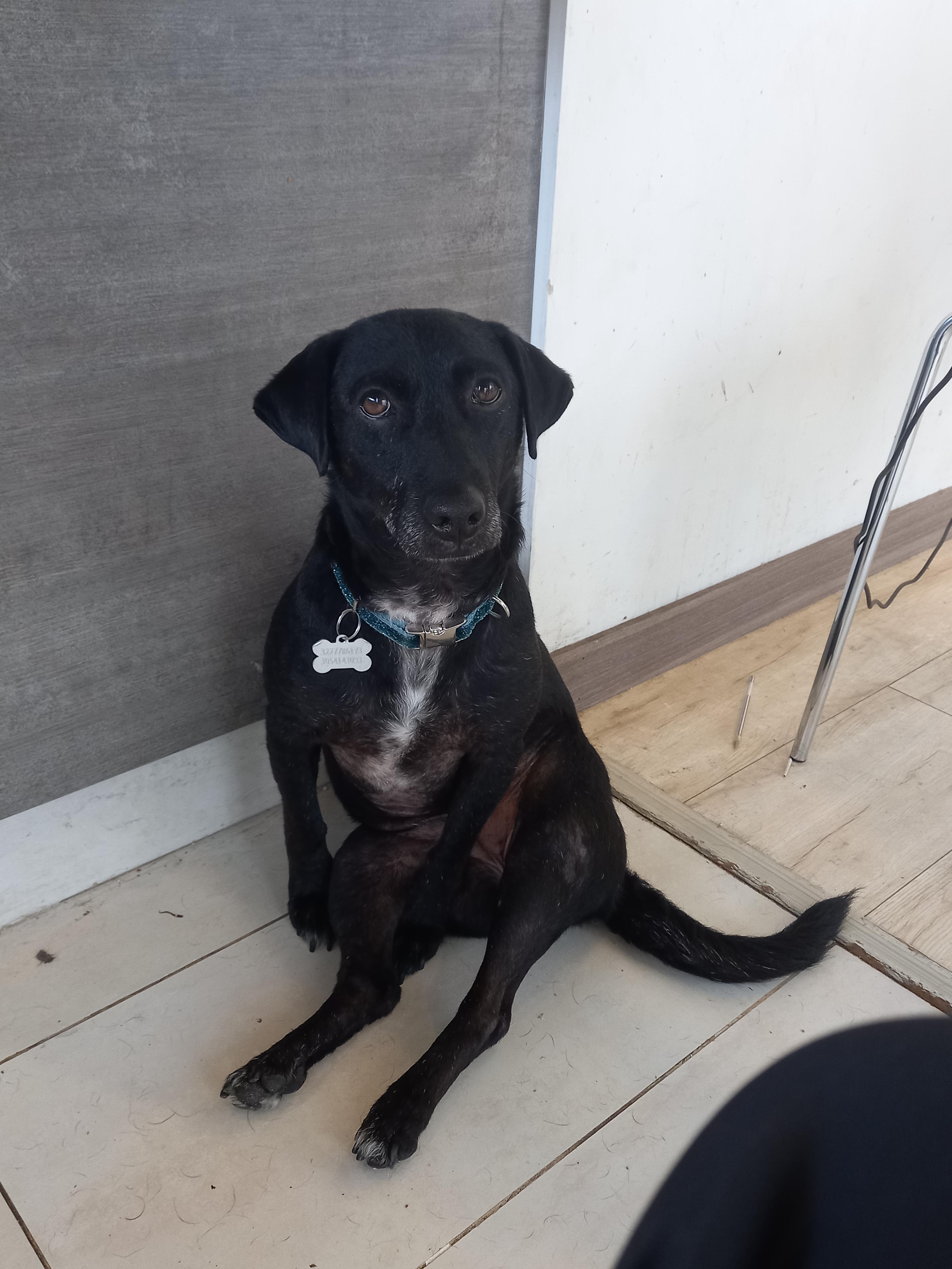 This is Salsa. She likes to sit on her butt. | Scrolller