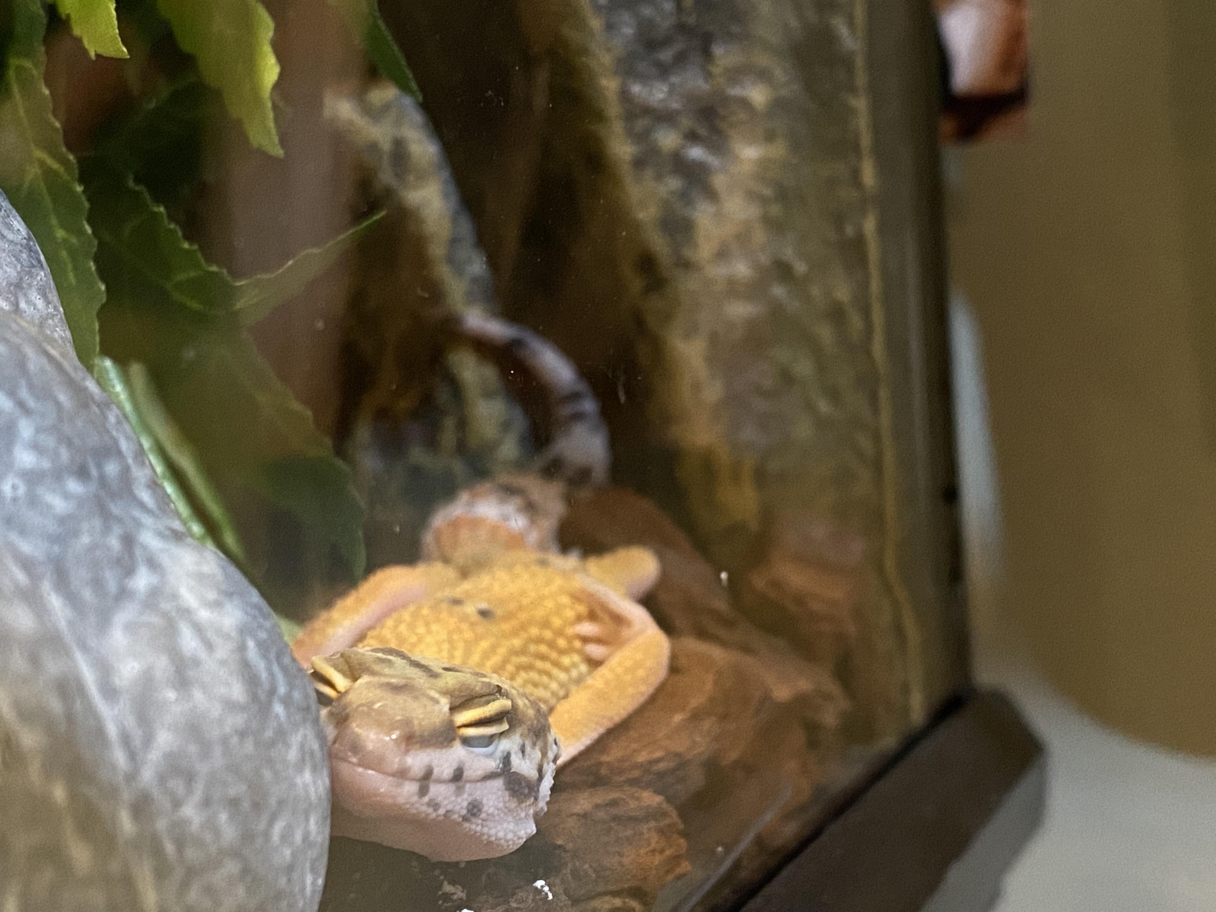 this is stinky pete. he loves a sploot 😊 | Scrolller