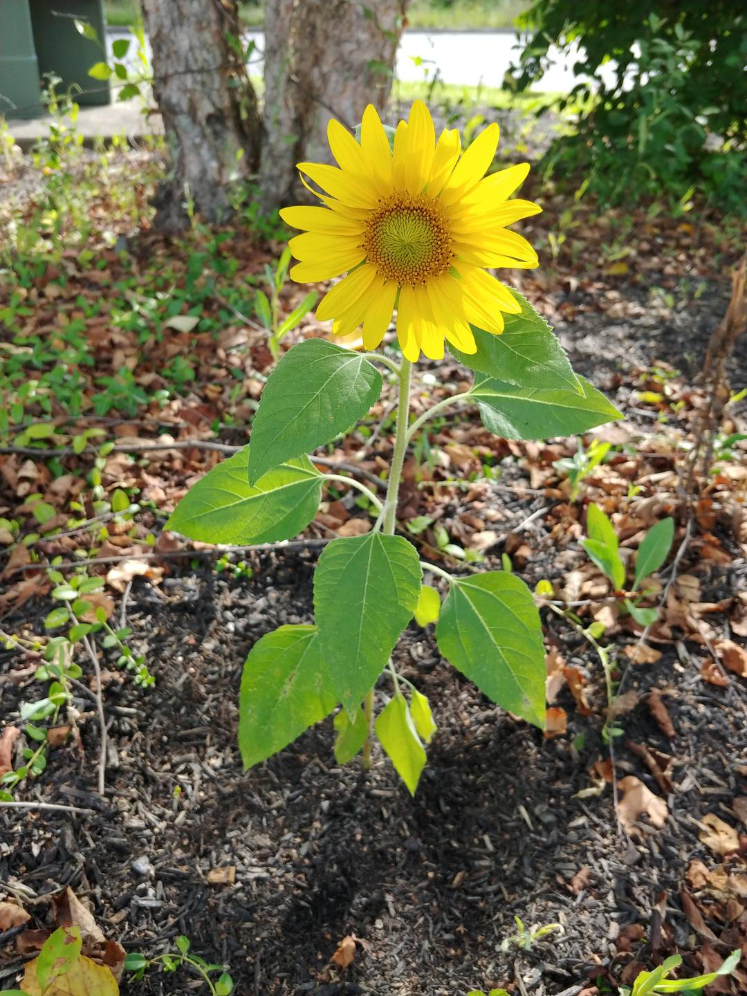 This is Ted, I grew him in the neglected mulch bed at work. He's only 14" tall, but incredibly ...