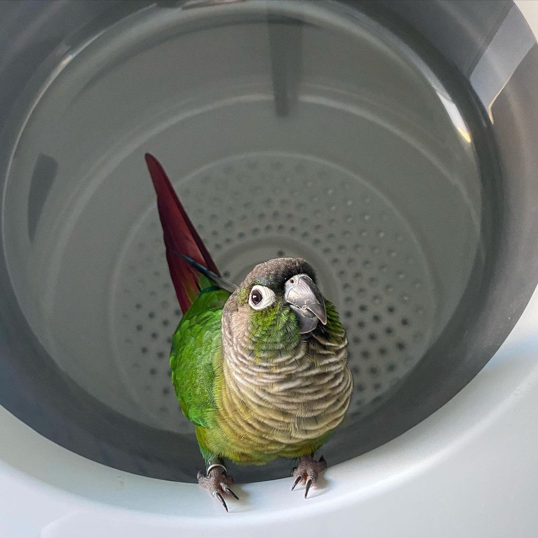 This is tiny chicken to mission conure, the cheeks have landed | Scrolller