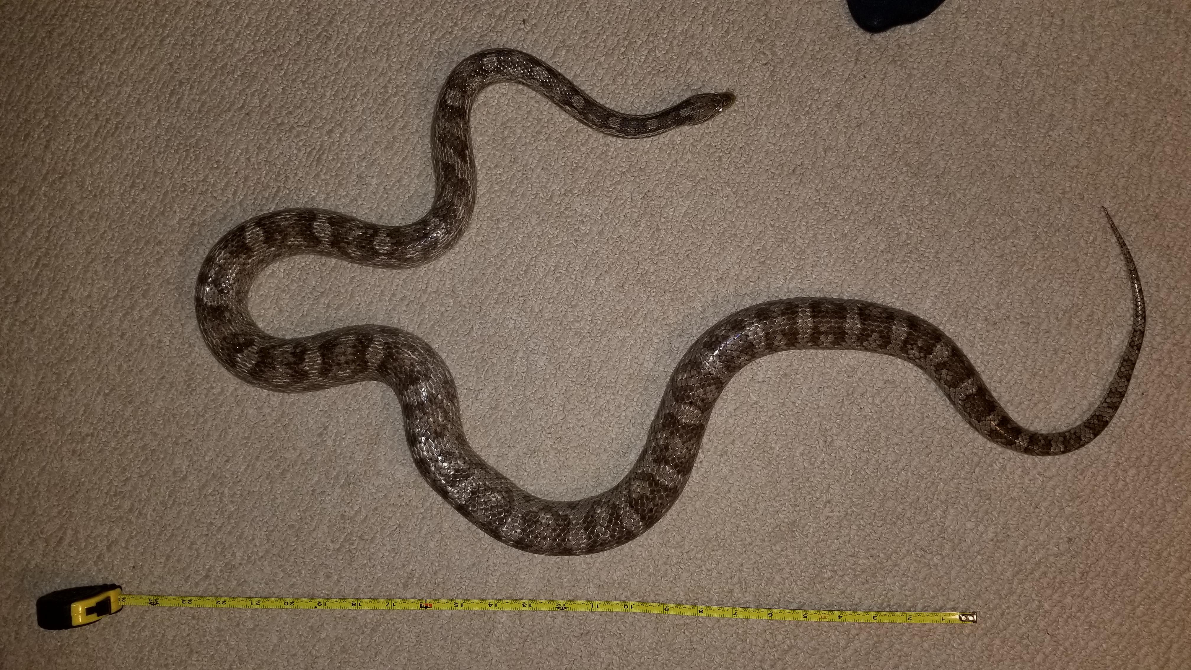 This is Tiny, she is not very tiny. The snake measurement app says she ...