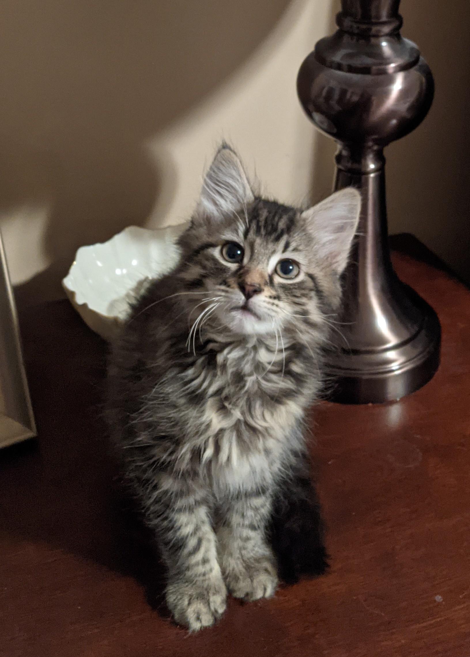 This little ball of floof just joined the family. | Scrolller
