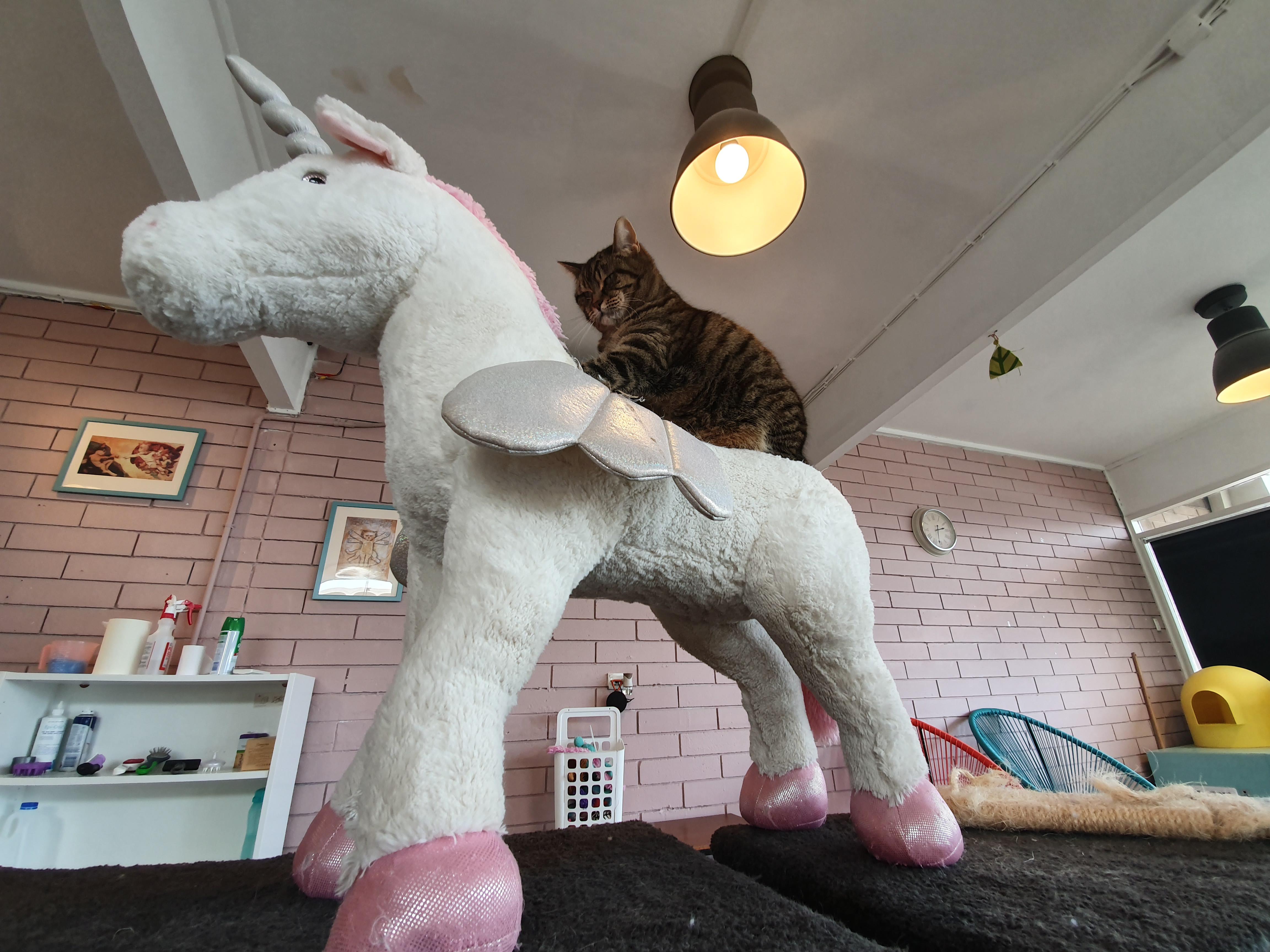 This little floof riding a unicorn | Scrolller
