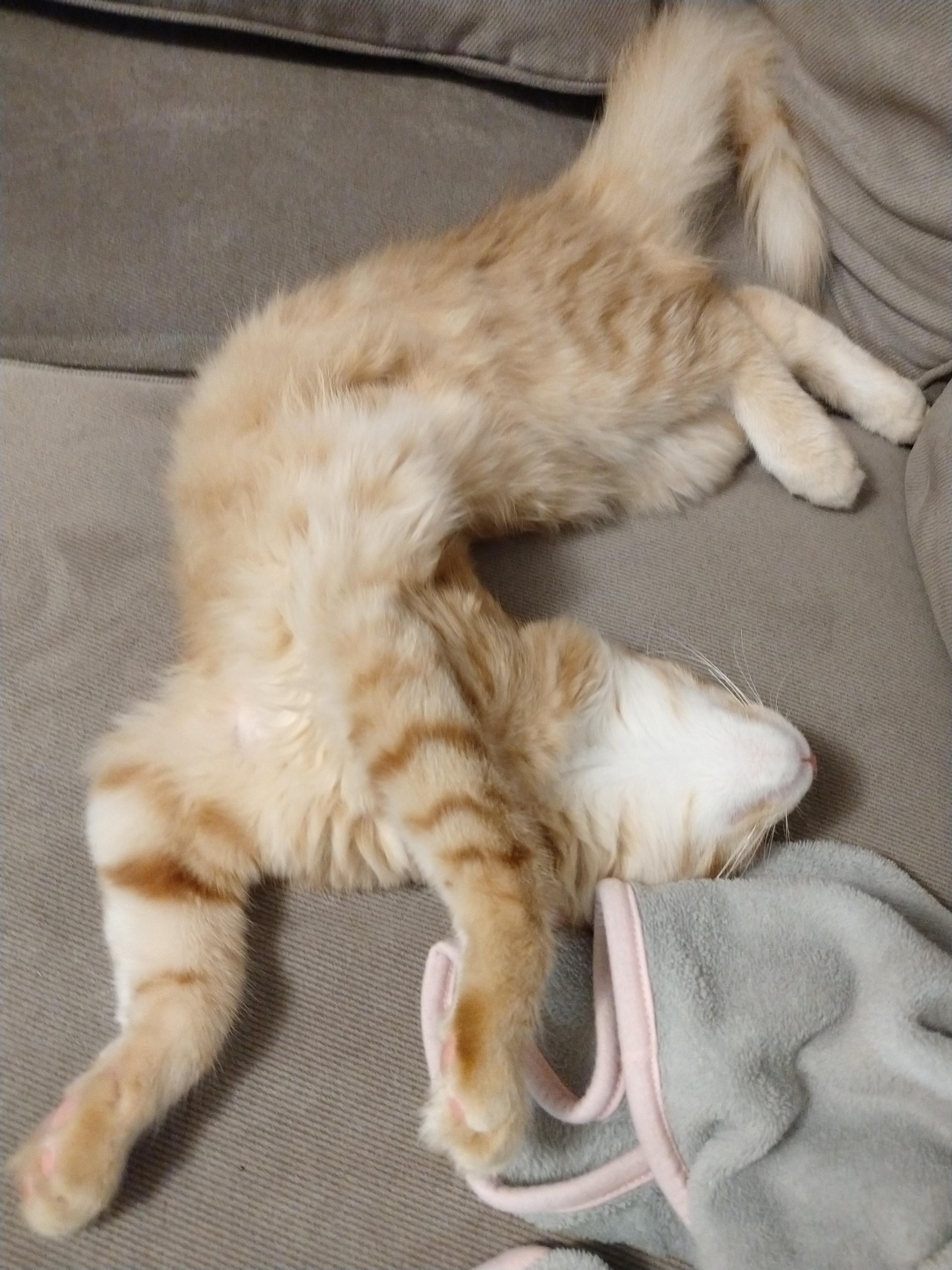 This little ginger noodlebones, finally napping after rambunctious play. | Scrolller