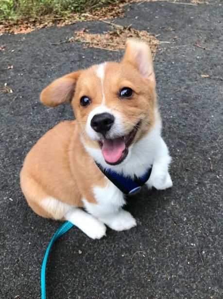 This little handsome guy is Nugget! | Scrolller