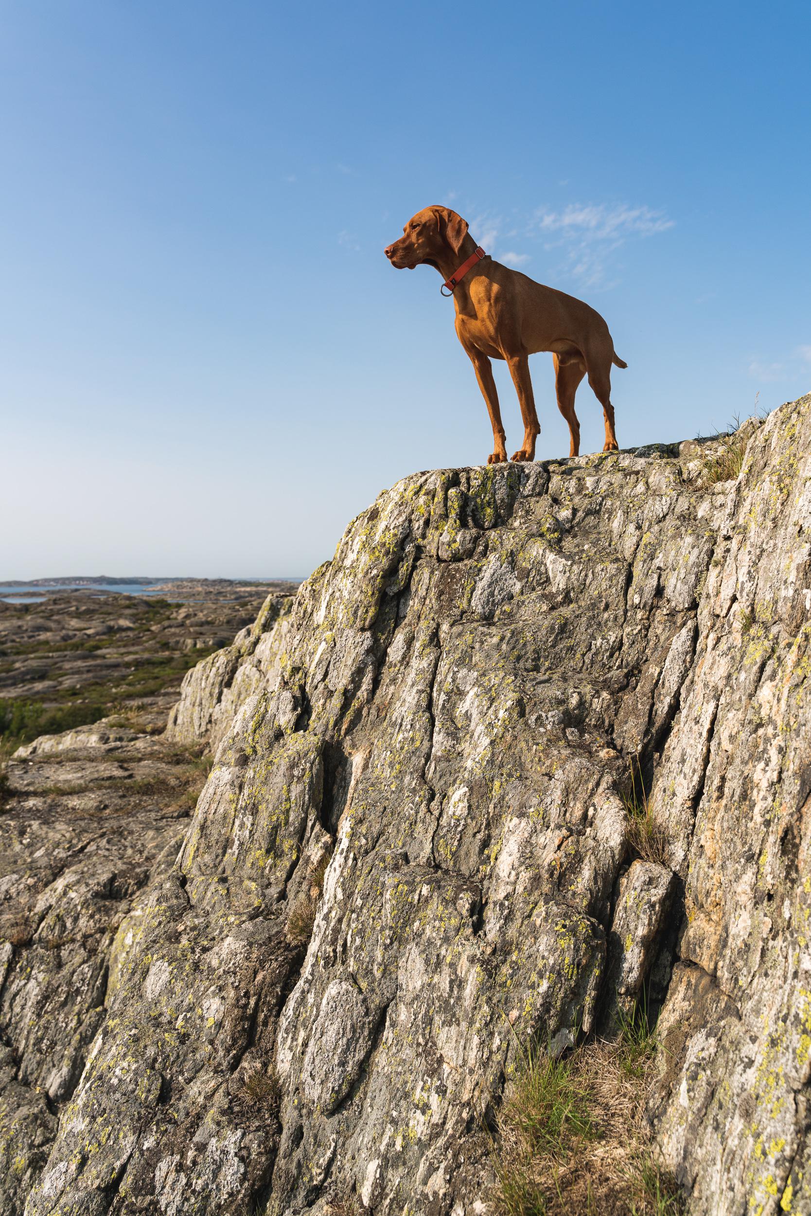 This majestic gent right here | Scrolller
