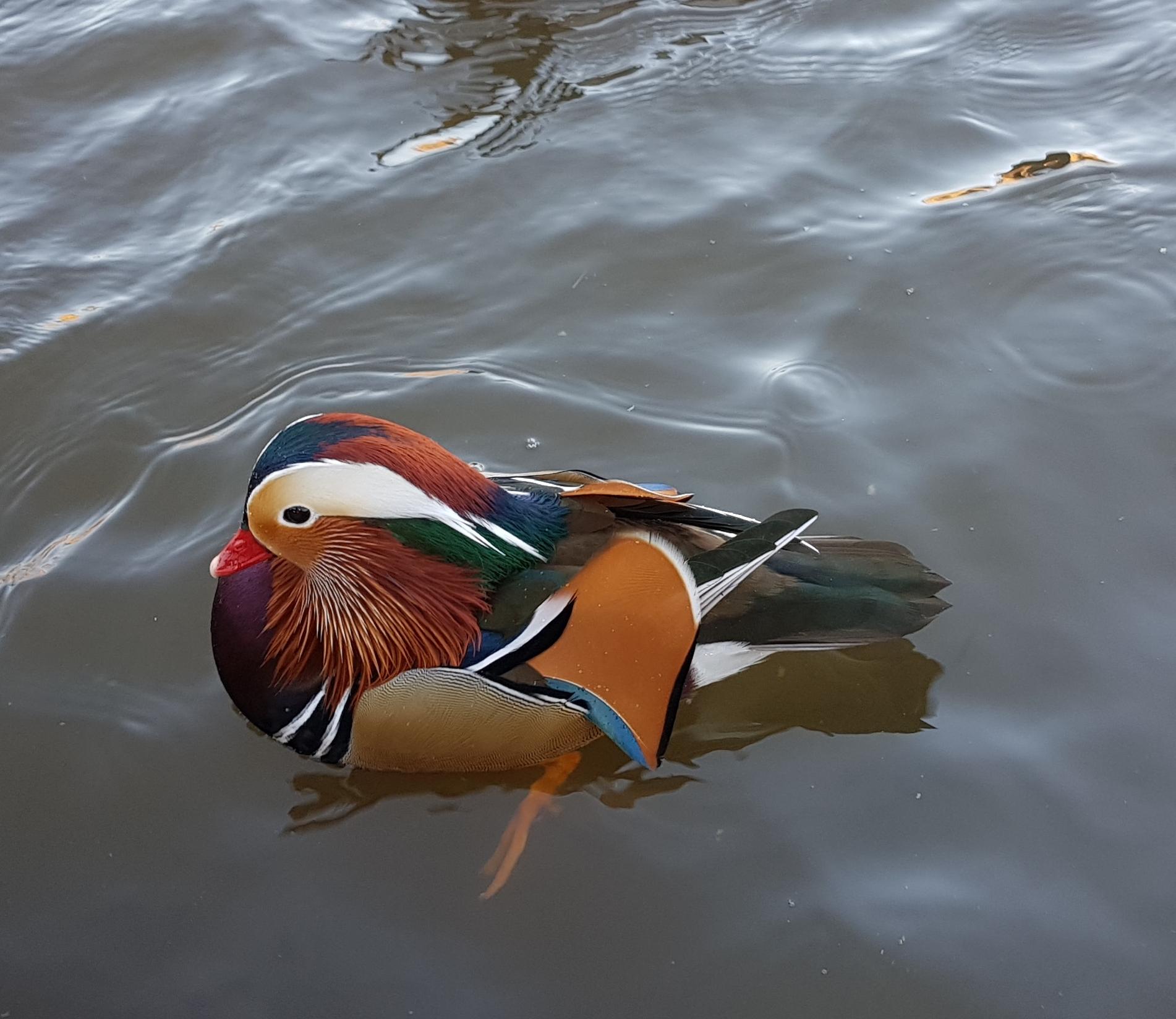 This Mandarin duck is 🔥 | Scrolller