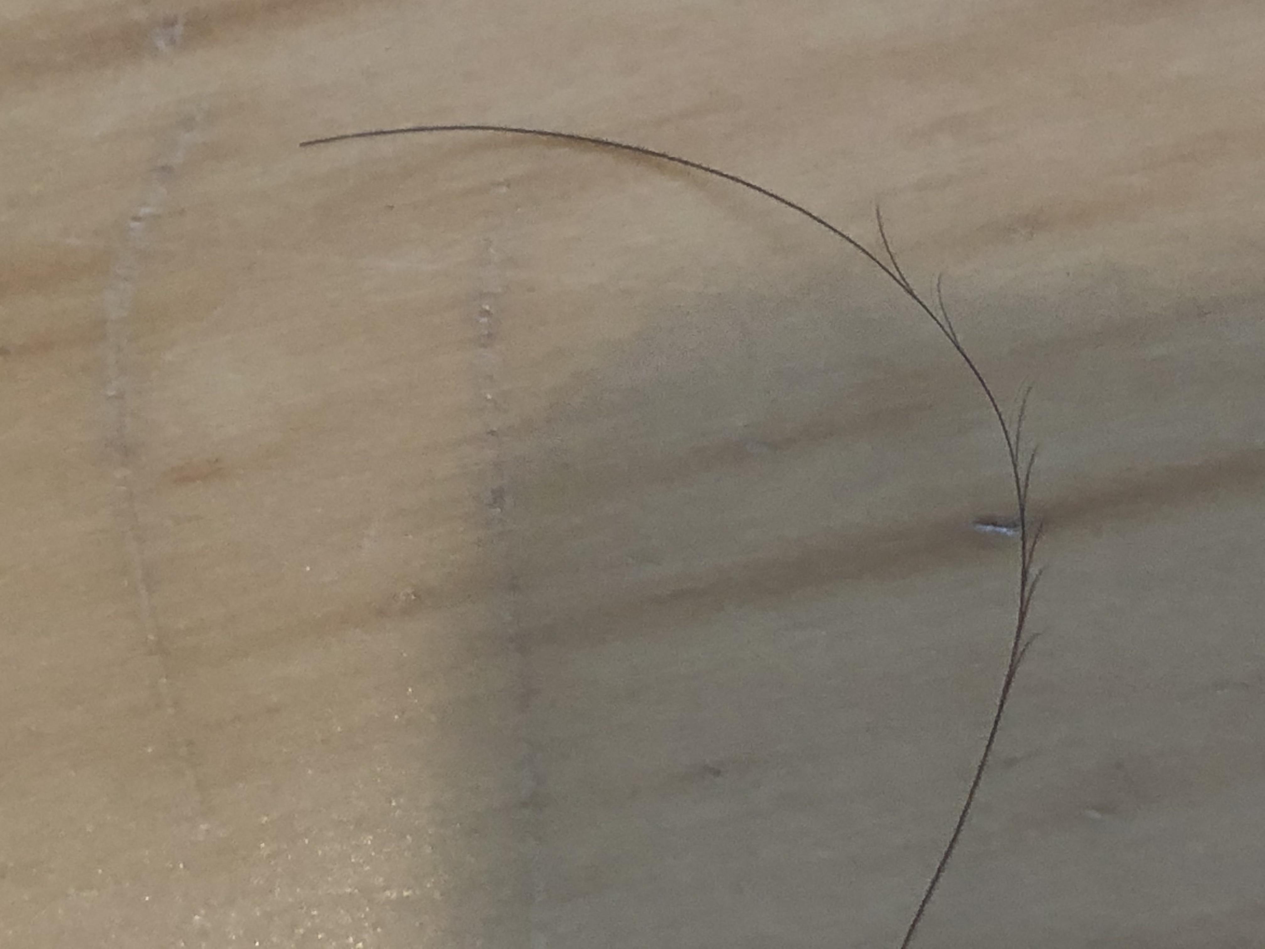 This might be my most epic split end of all time. No Covid haircuts have been rough, y’all ...