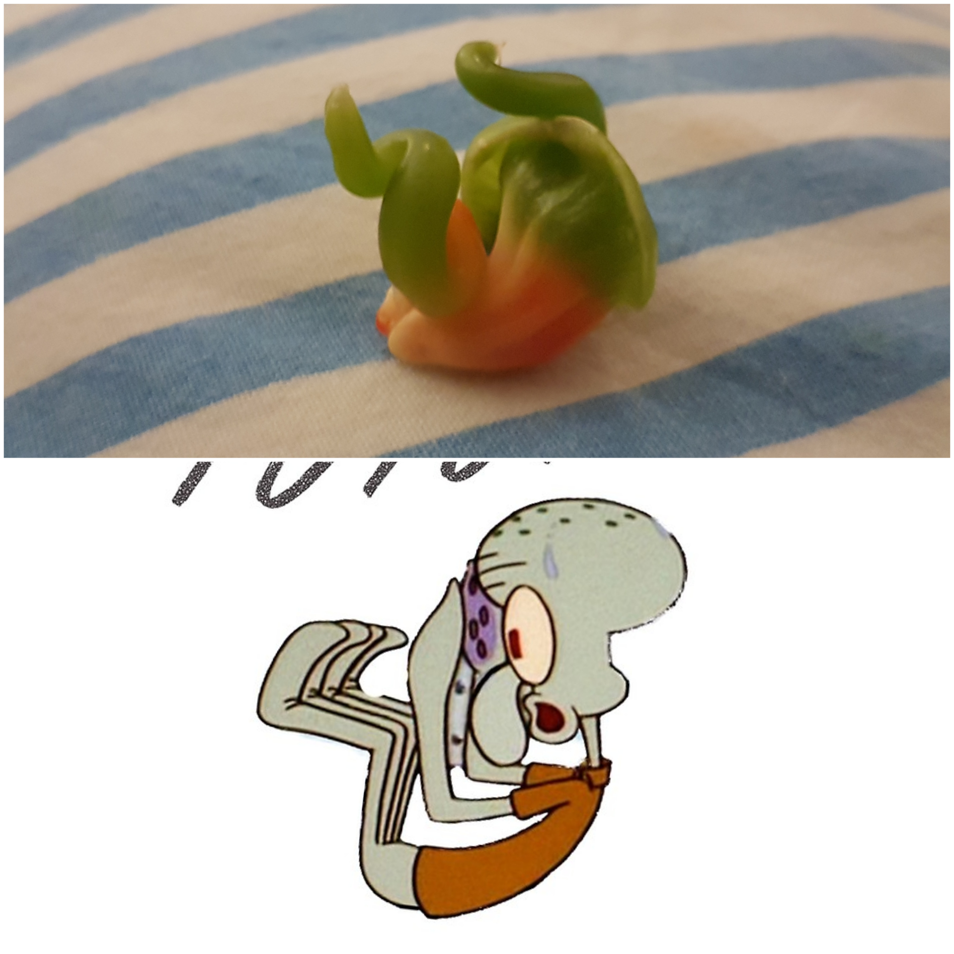 This mini pepper inside my pepper reminded me and u/Matdash of an old friend from us. | Scrolller
