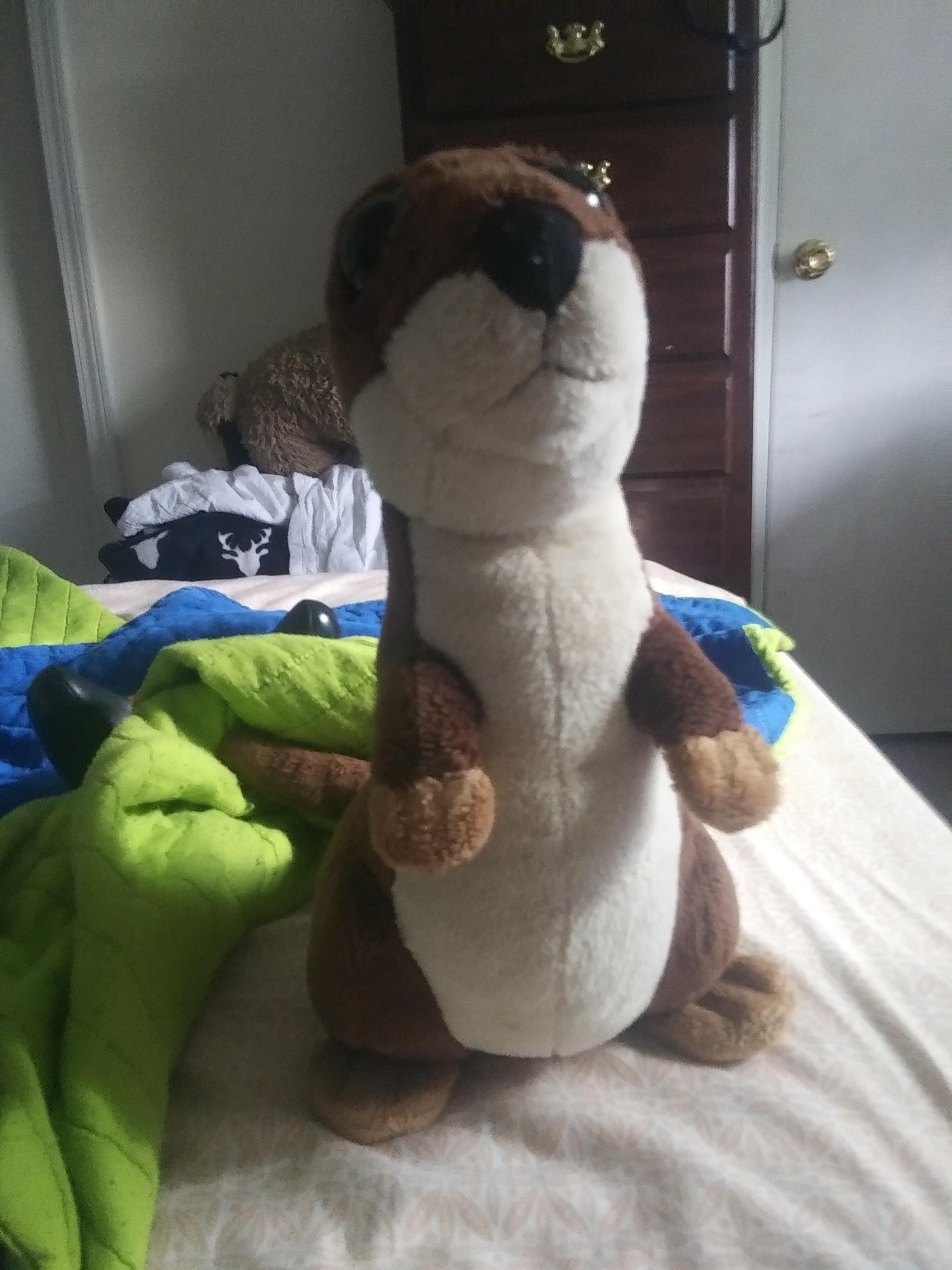 This my wonderful otter companion, Laura | Scrolller