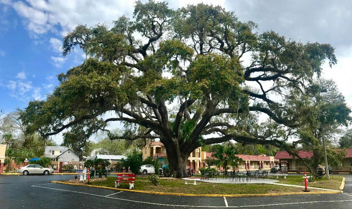 This oak tree just casually chillin’ in the middle of my cheap Florida motel parking lot | Scrolller