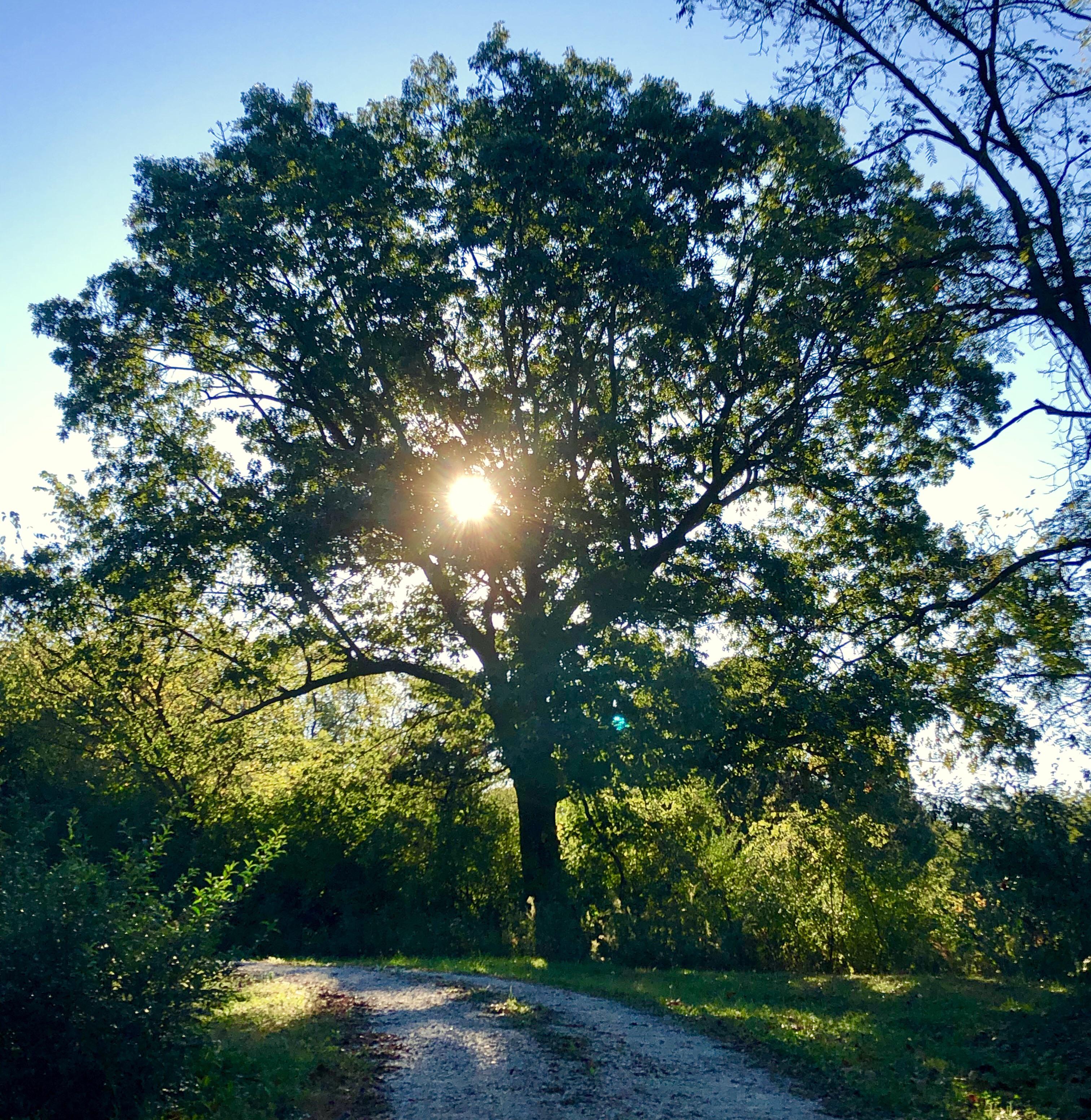 This oak tree This sunrise | Scrolller