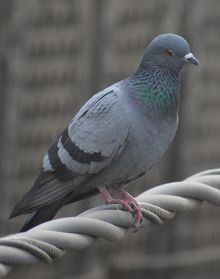 This pigeon. | Scrolller