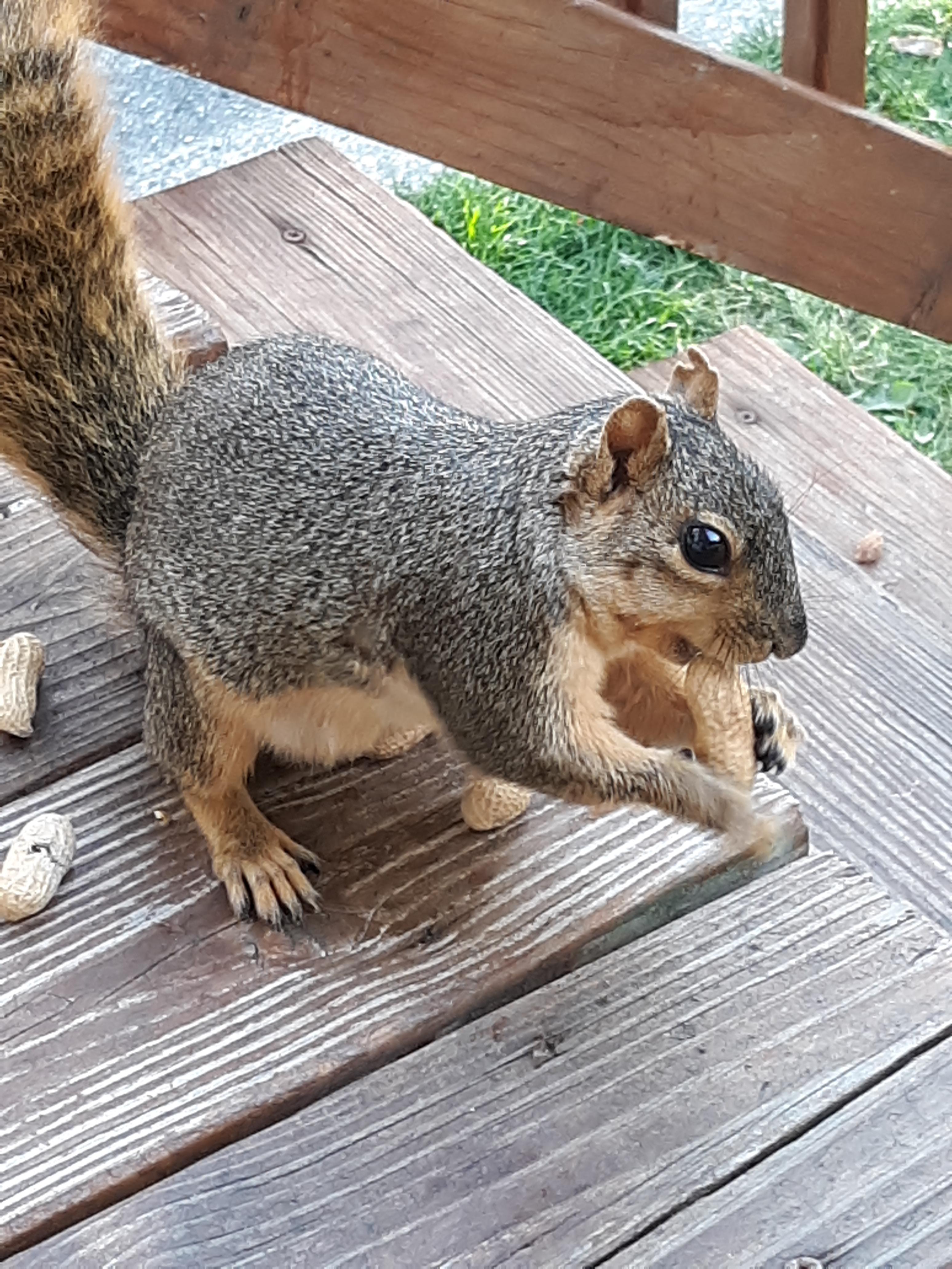 This poor little guy has a chunk out of his ear. | Scrolller