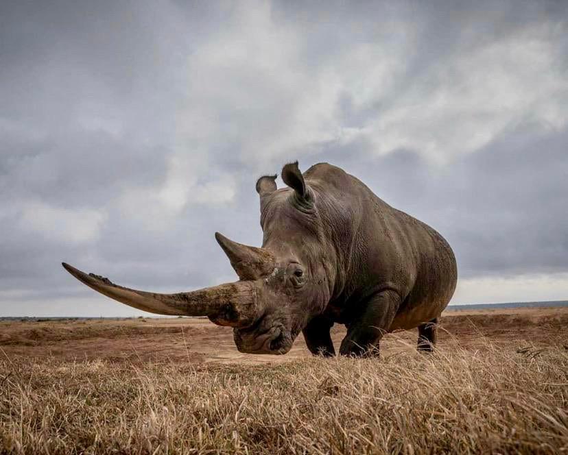This Rhino's Impressive Horn | Scrolller